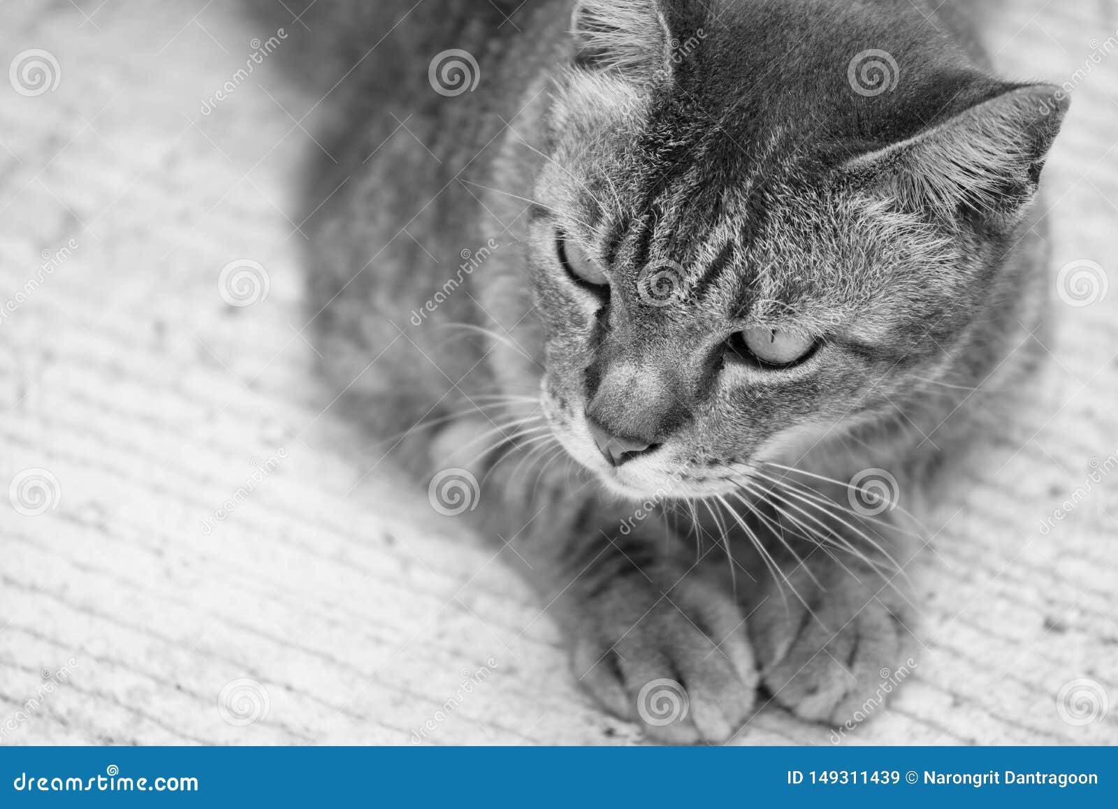 Image of Moody Cat on Day Time Stock Image - Image of moody, expression ...