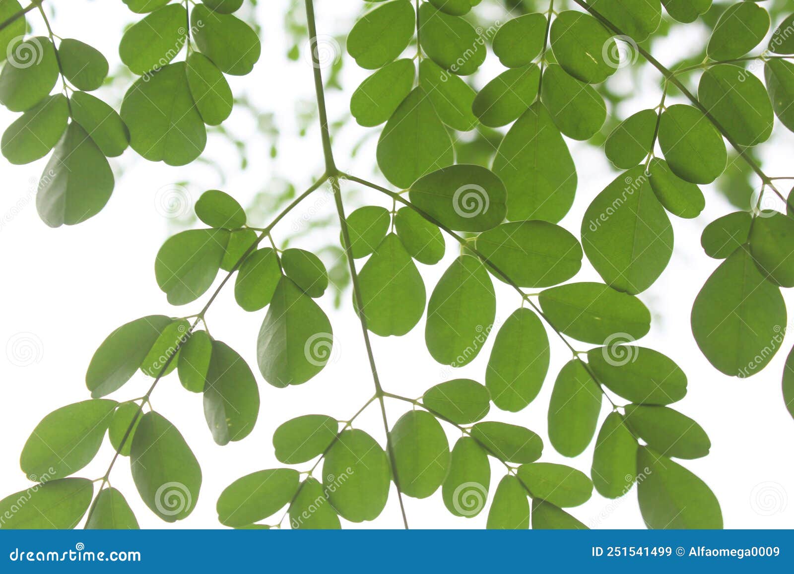 Image of Moringa Tree Leaves and Branches Stock Image - Image of ...