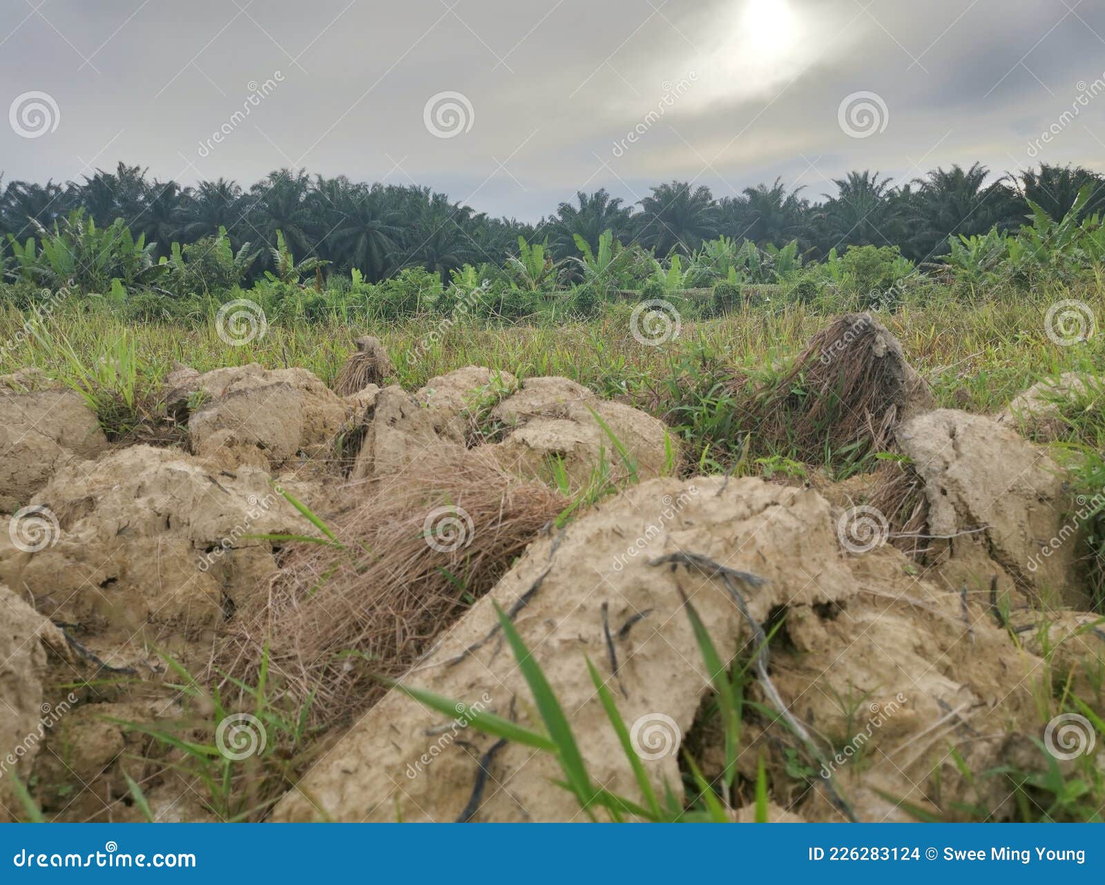 Morning Scenery Around the Rural Countryside. Stock Photo - Image of ...