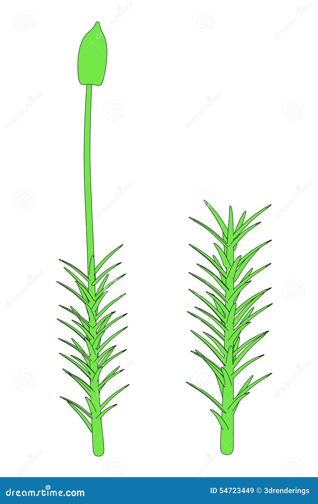 Image of moss plant stock illustration. Illustration of green - 54723449