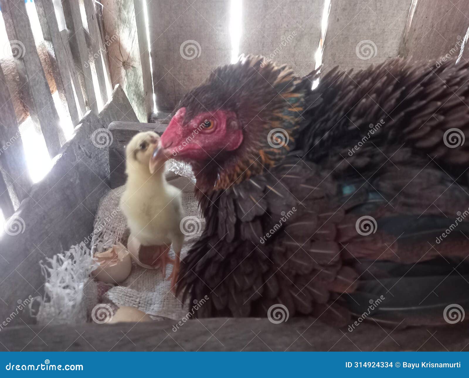 Image of a Mother Hen and Newly Hatched Chicks in a Cage Stock Photo ...