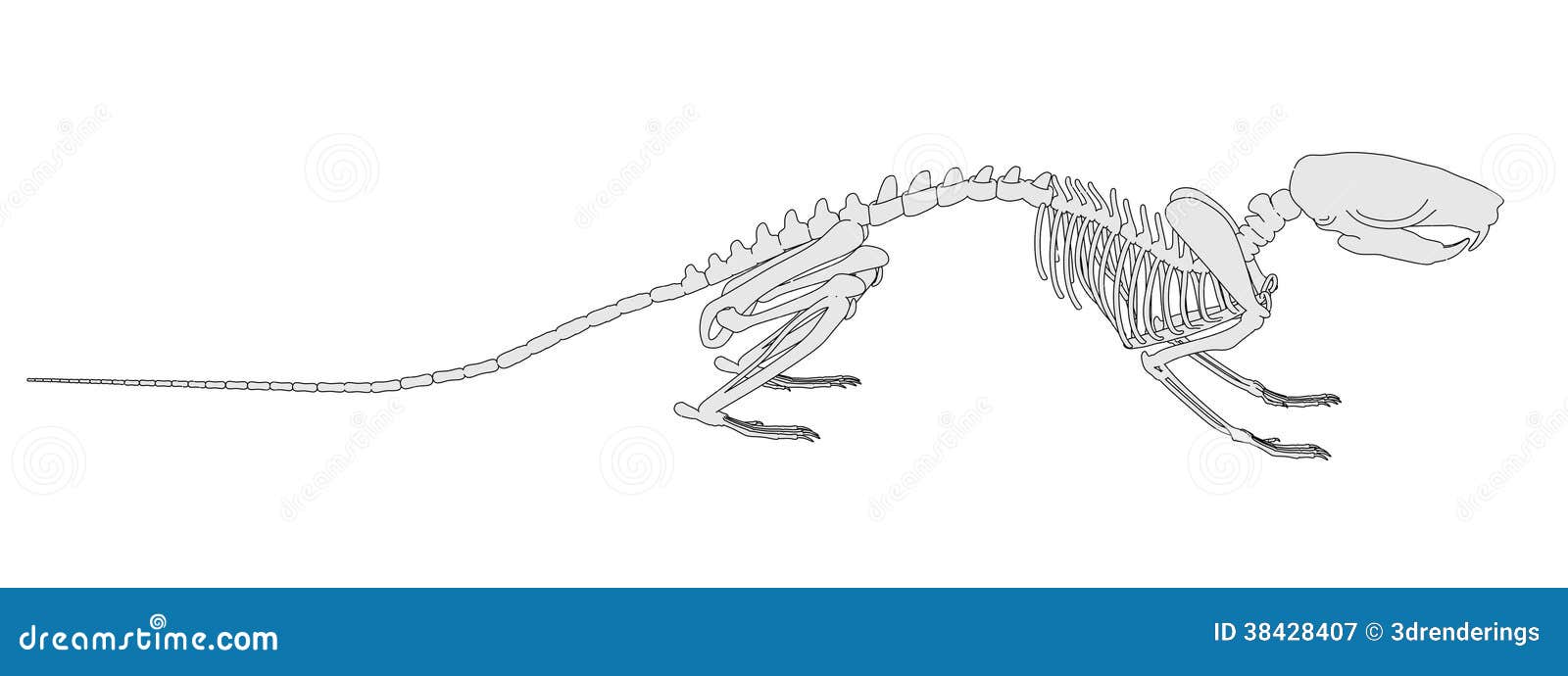 Image of mouse skeleton stock illustration. Illustration of cartoon ...