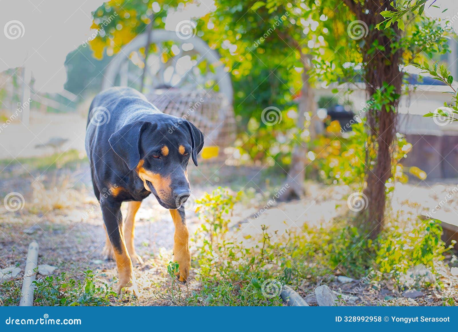 The image of a moving dog stock photo. Image of stare - 328992958