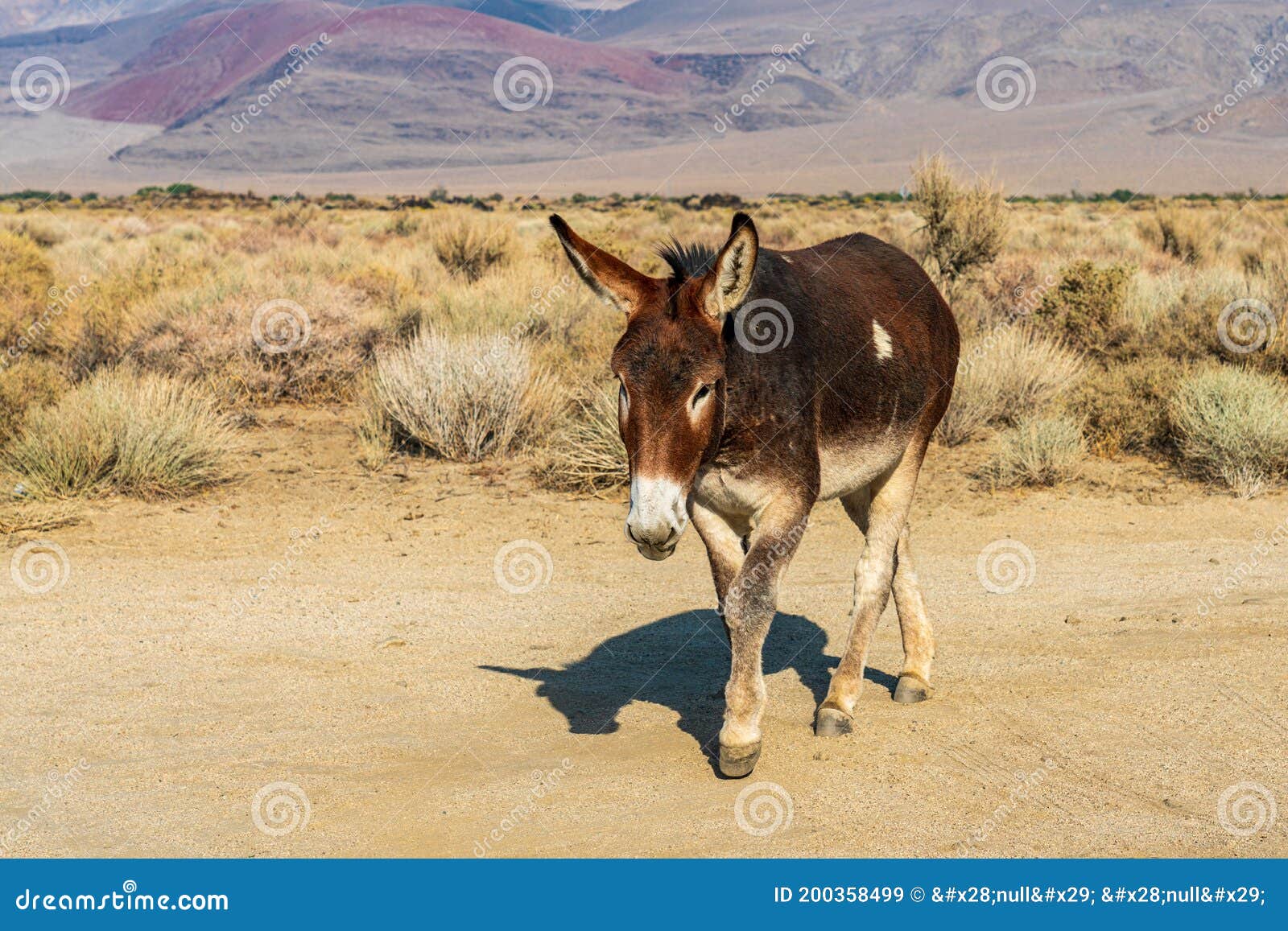 Image of a Mule, Donkey, Burro or Wild Burro. Stock Image - Image of ...
