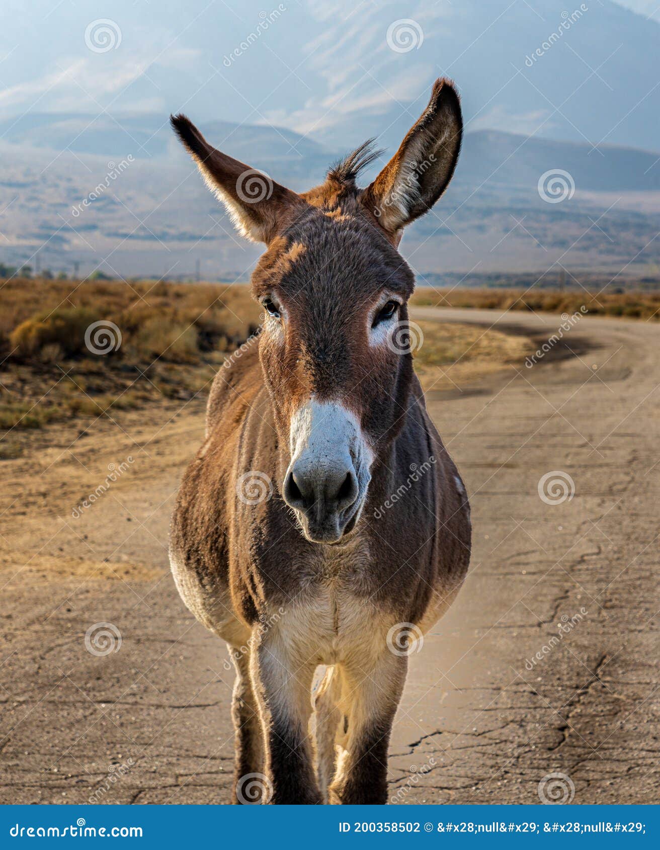 Donkey Bee, Wild Bees, Nest Of Donkey Bees, Dangerous Poisonous Bees ...