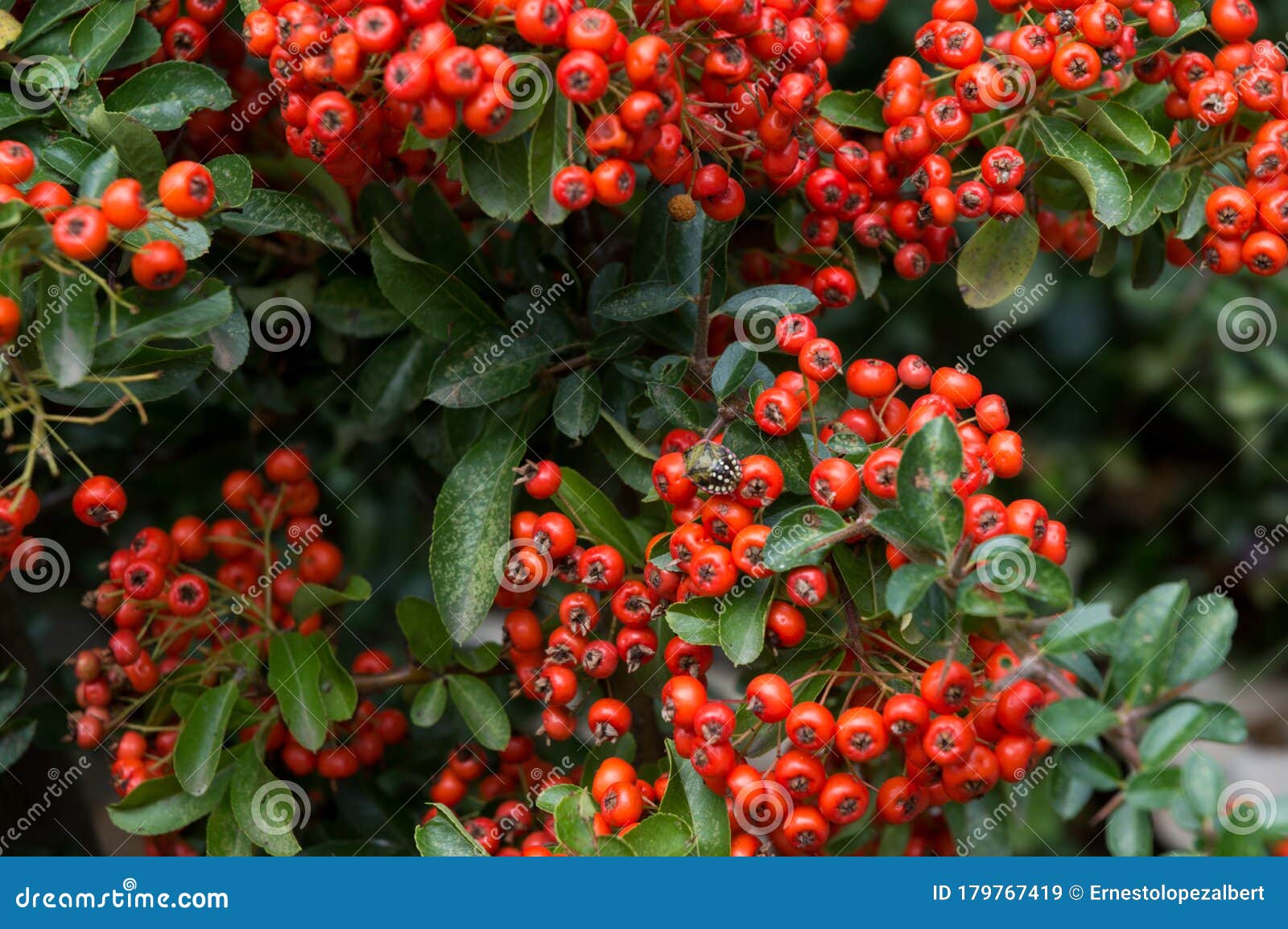 Multiple Clusters of Red Berries Growing on the Bush Stock Image ...