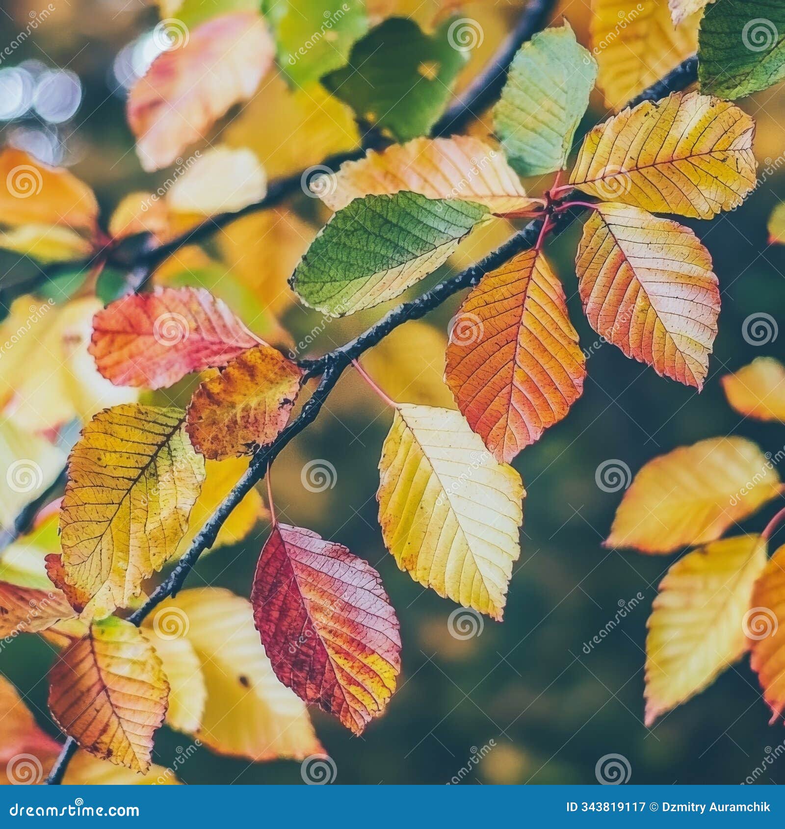 An Image of a Native Leaf, Its Distinct Shapes and Colors Representing ...