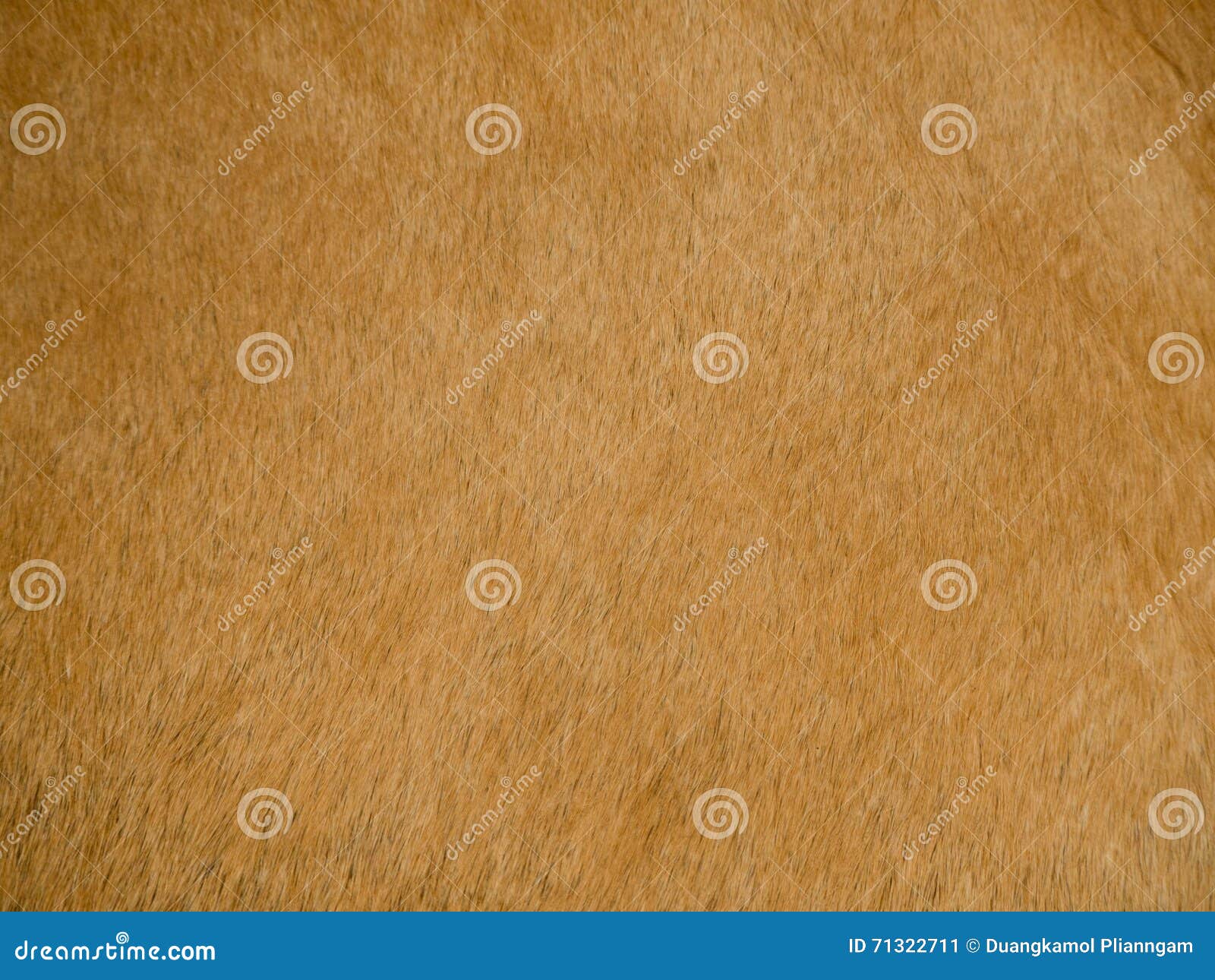 Image of Natural Animal Leather Stock Image - Image of texture, detail ...