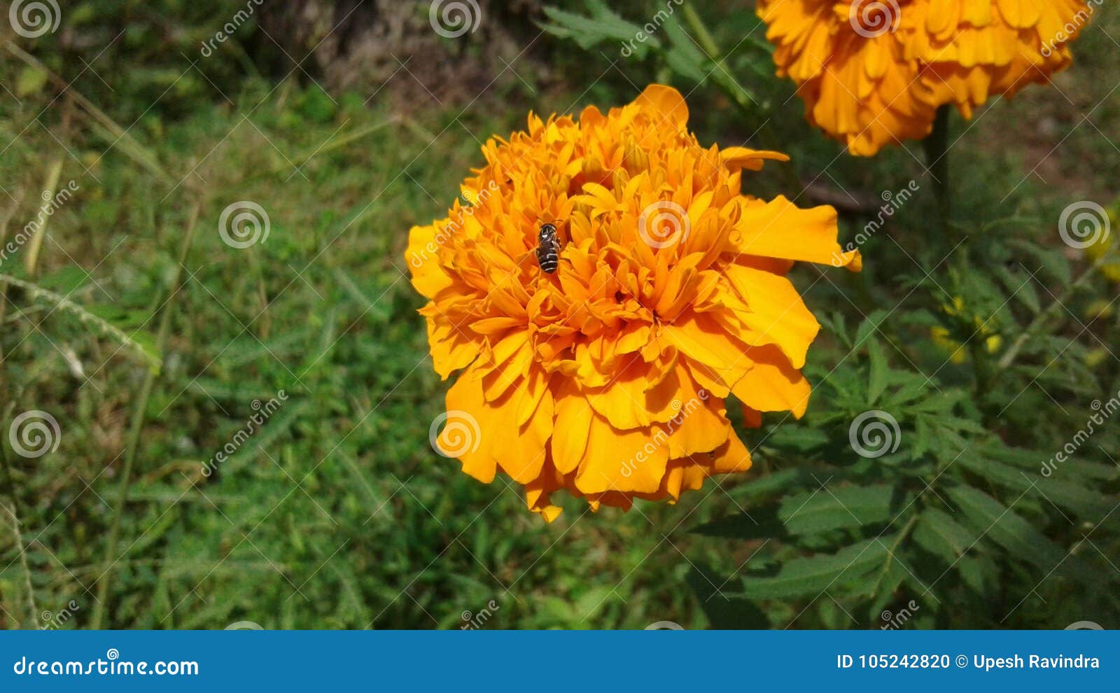 Daspethiya Natural Flower of Sri Lanka Stock Photo - Image of grass ...