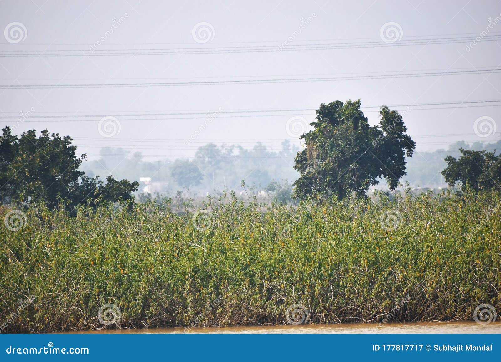 Image of Natural Environment with Bushes and Tree in a Village with No ...