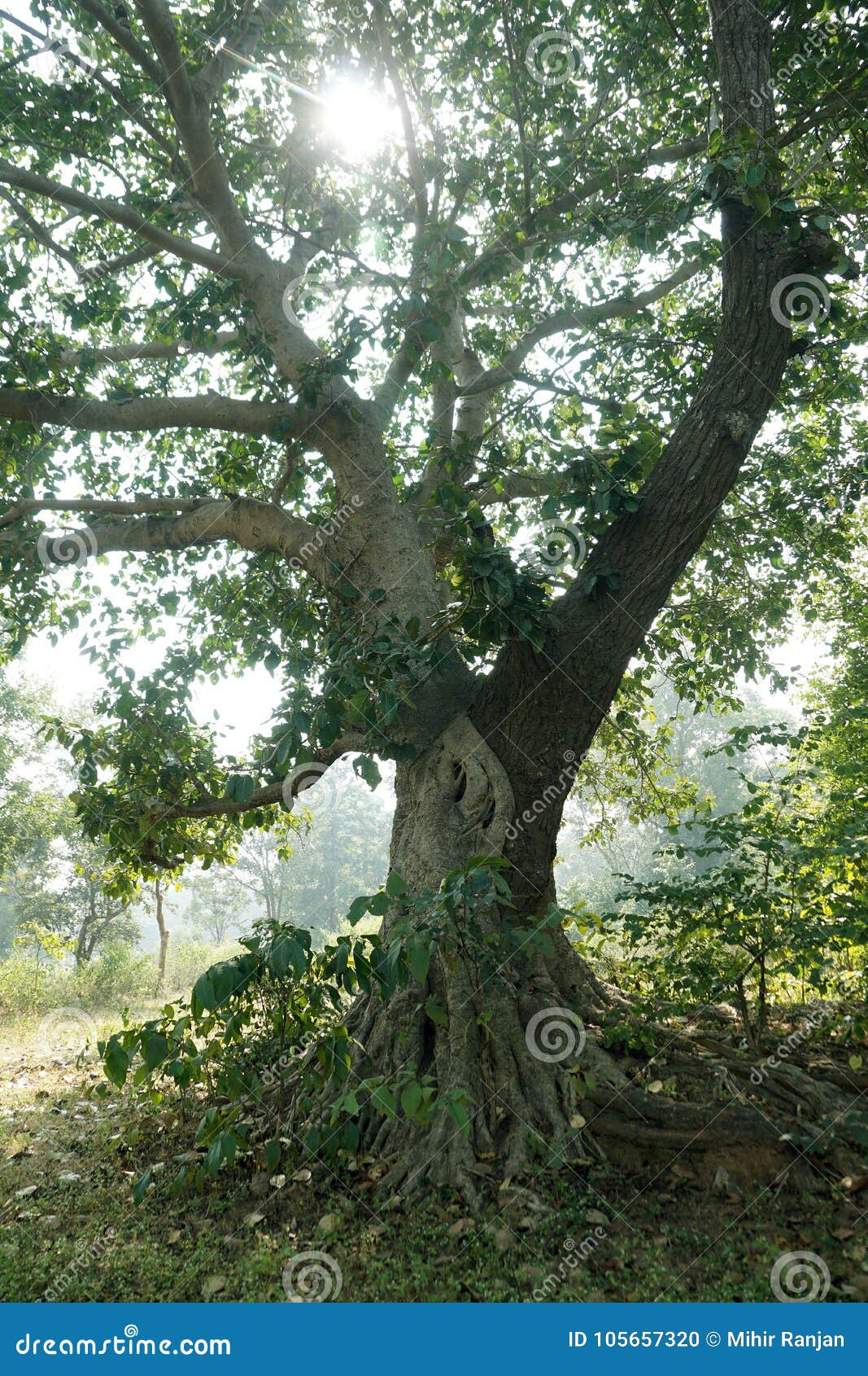 The Image of Natural Grafting of Two Trees Stock Photo - Image of ...