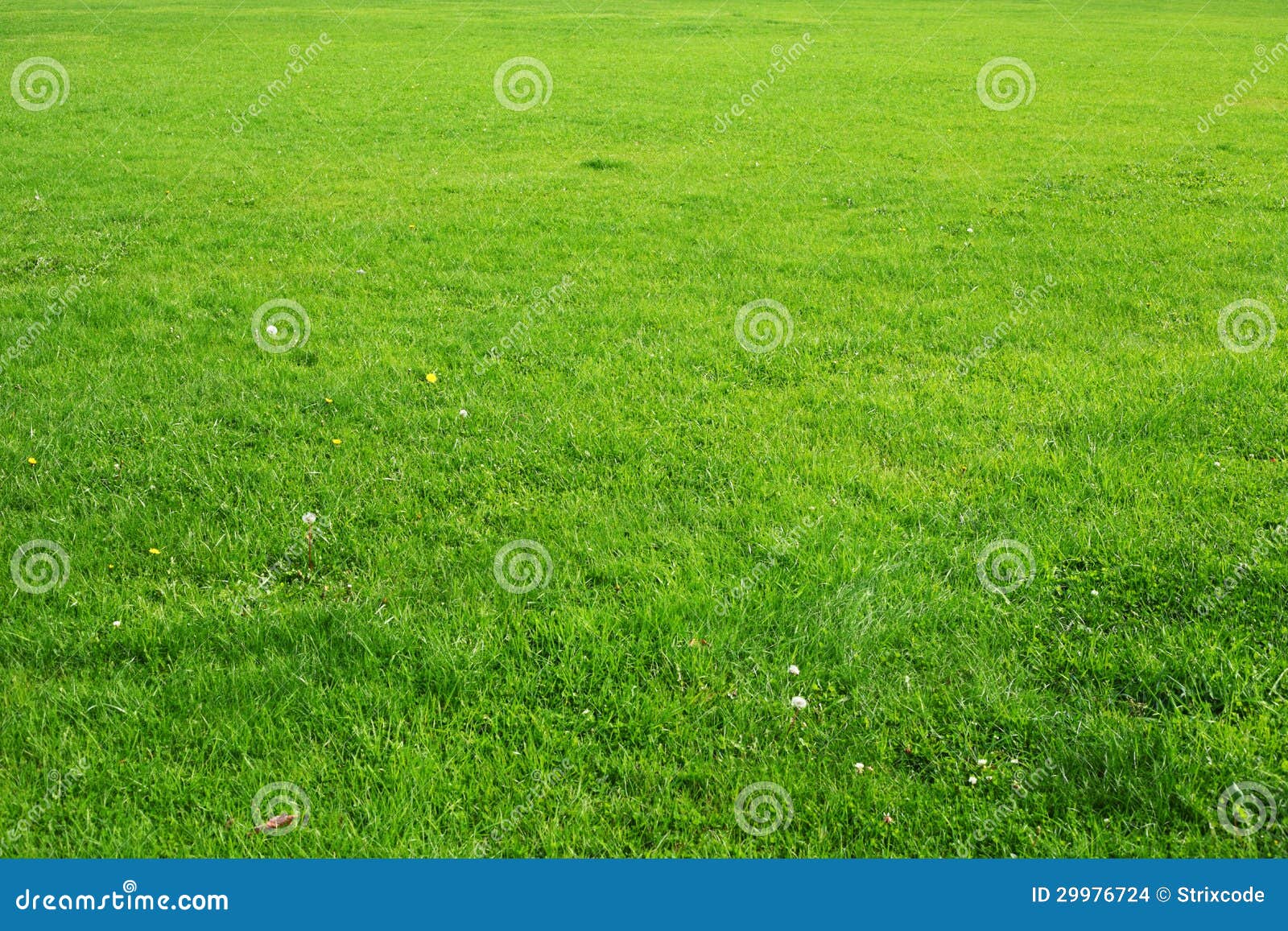 Grass Background. Fresh Lawn Grass Texture. Perfect Green Grass Royalty ...