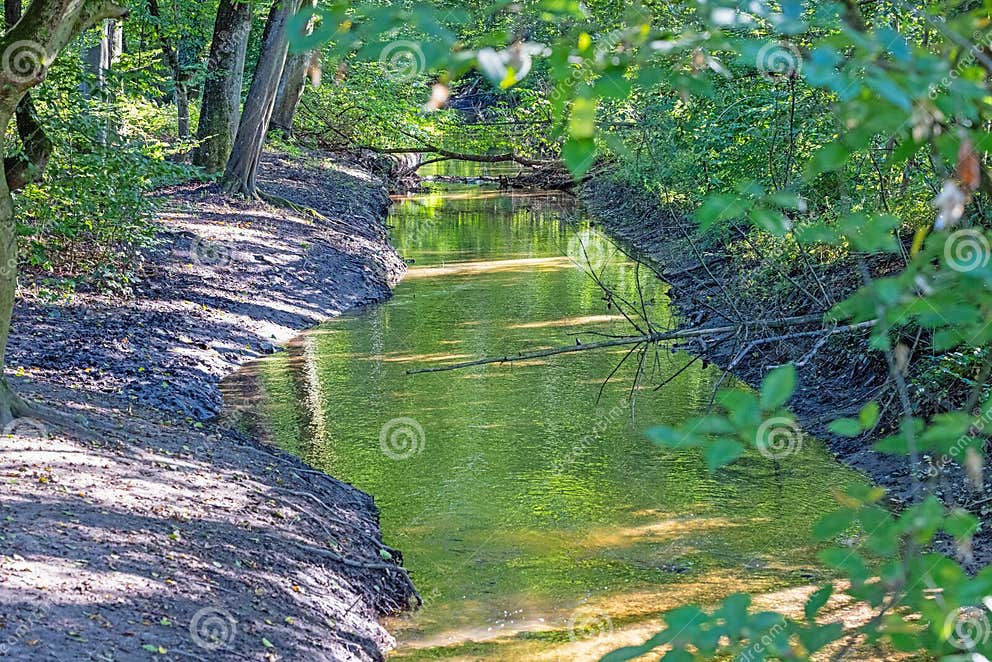 Image of a Natural Stream in a Dense German Forest Stock Image - Image ...