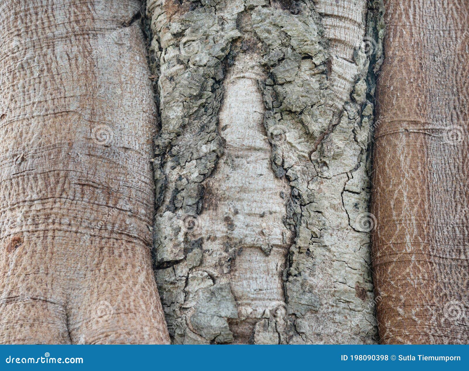 Image of Natural Tree Background Texture Stock Photo - Image of fresh ...