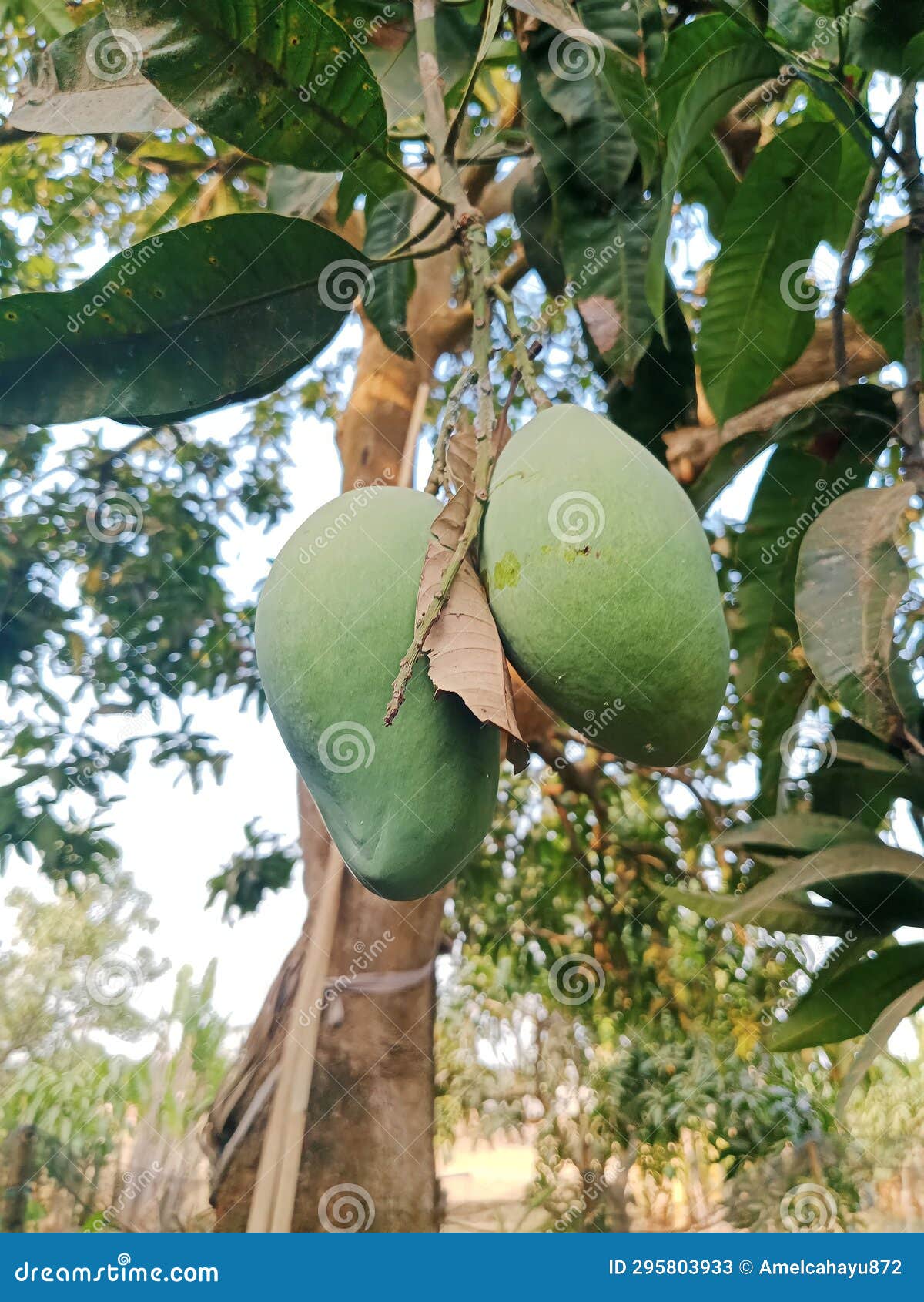 Image of Natural Young Mango Fruit Stock Image - Image of natural ...