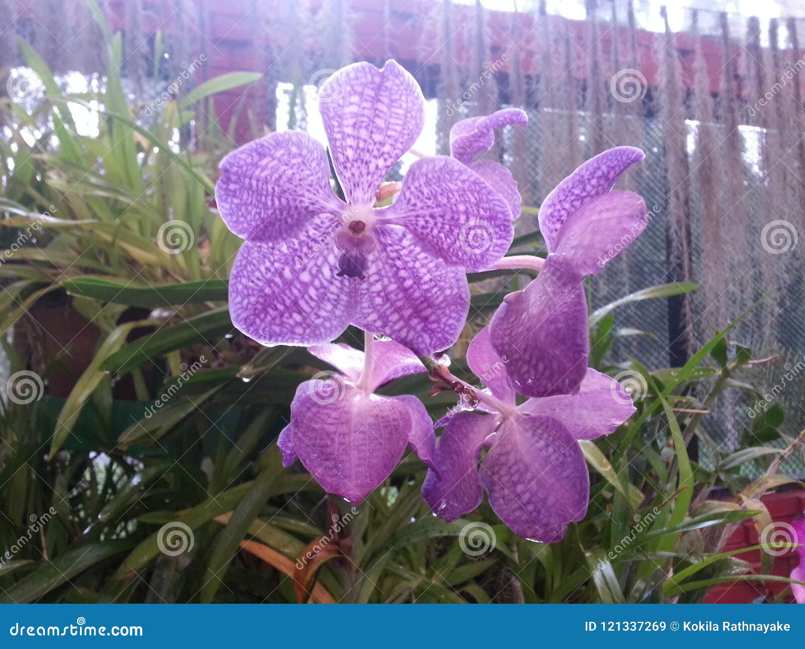 Orcid flower srilanka stock image. Image of garden, orcid - 121337269