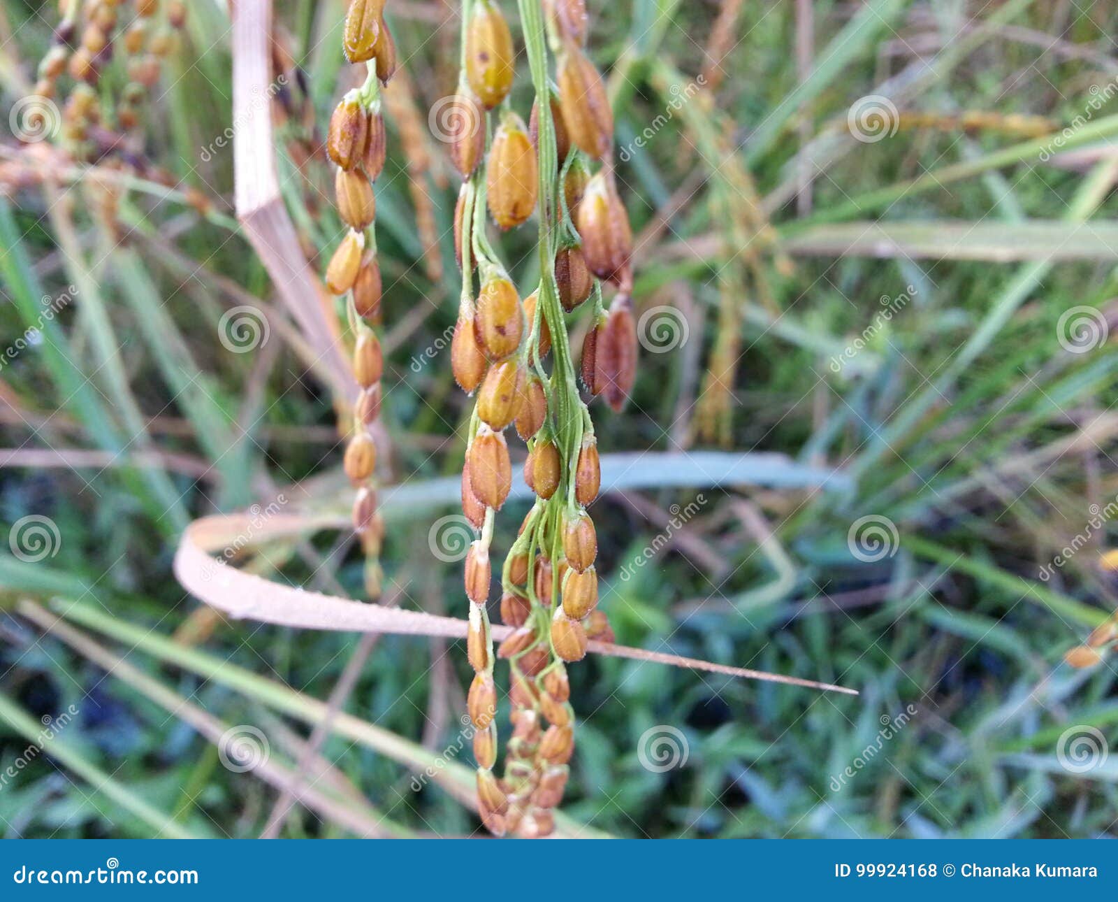The Nature Gold Rice stock photo. Image of flowers, water - 99924168