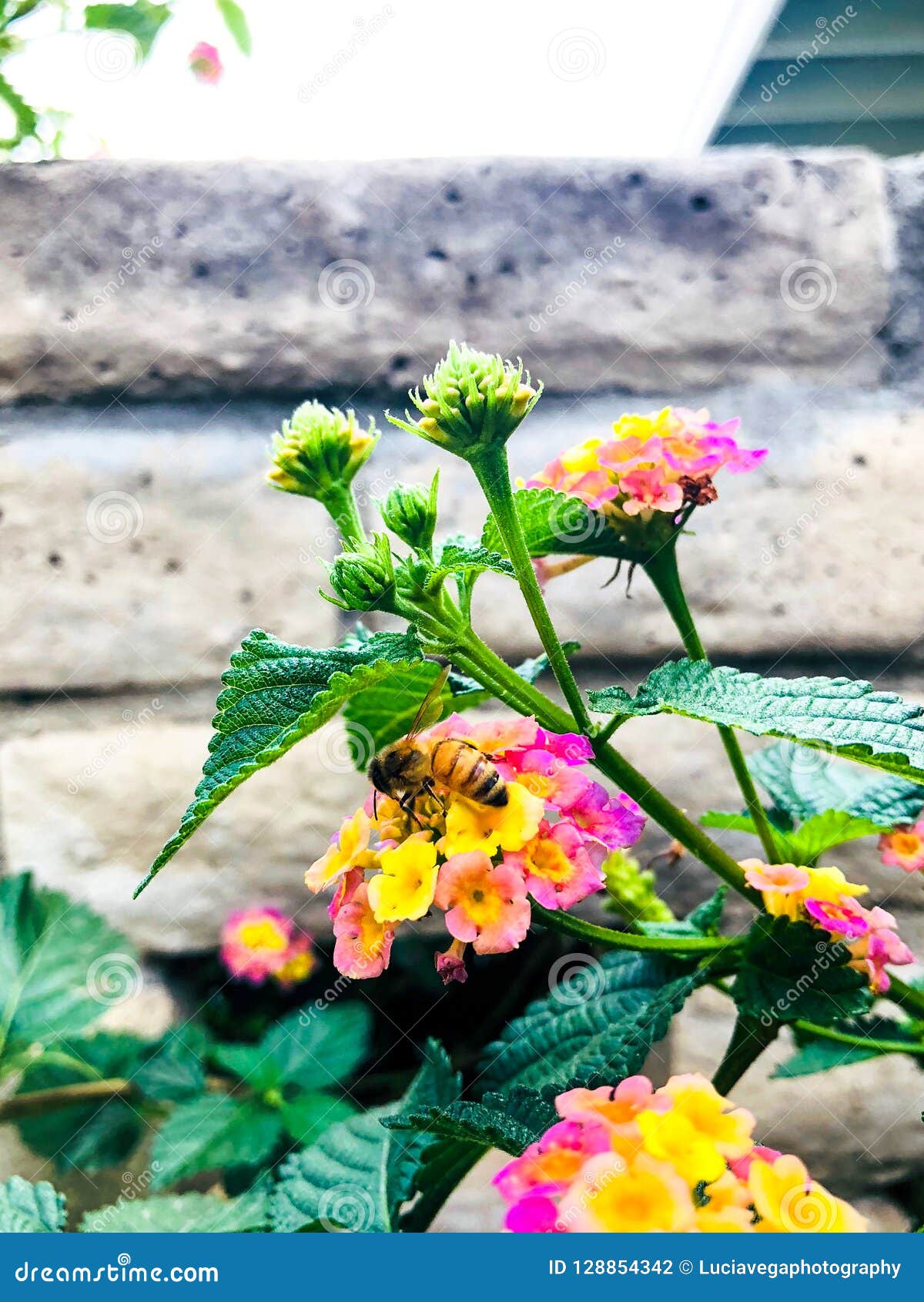 Pretty Bee on Tiny Flowers stock photo. Image of central - 128854342