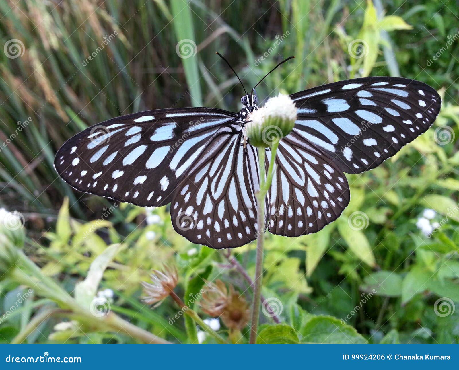 The Nature Wild Butterfly stock photo. Image of nature - 99924206