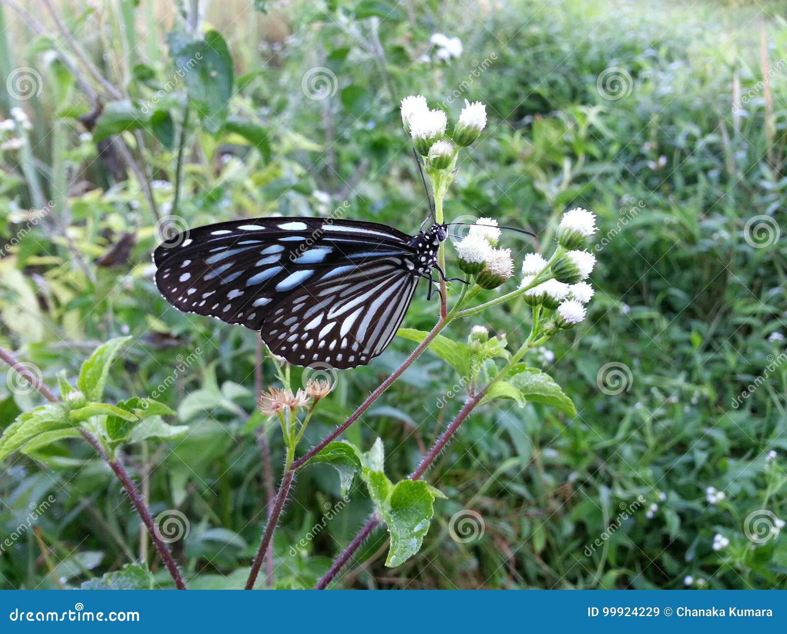 The Nature Wild Butterfly stock image. Image of cool - 99924229
