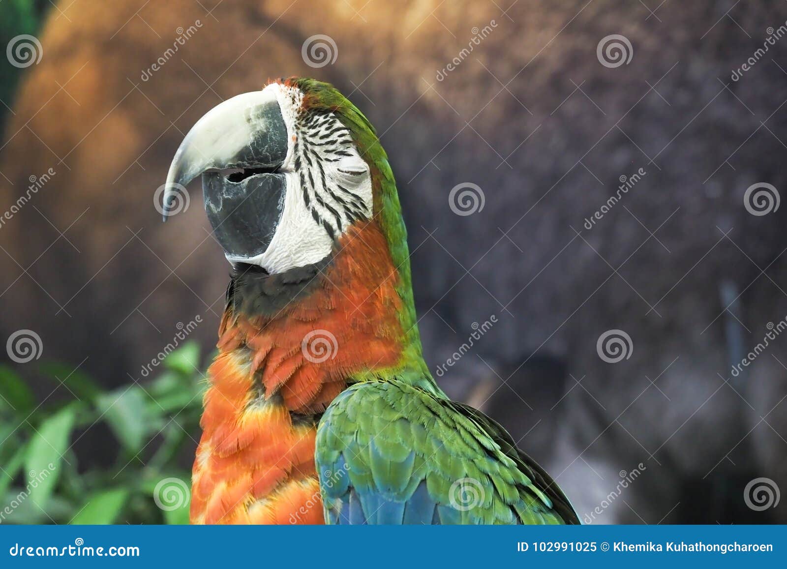 Macaw parrot sleep stock image. Image of wild, color - 102991025
