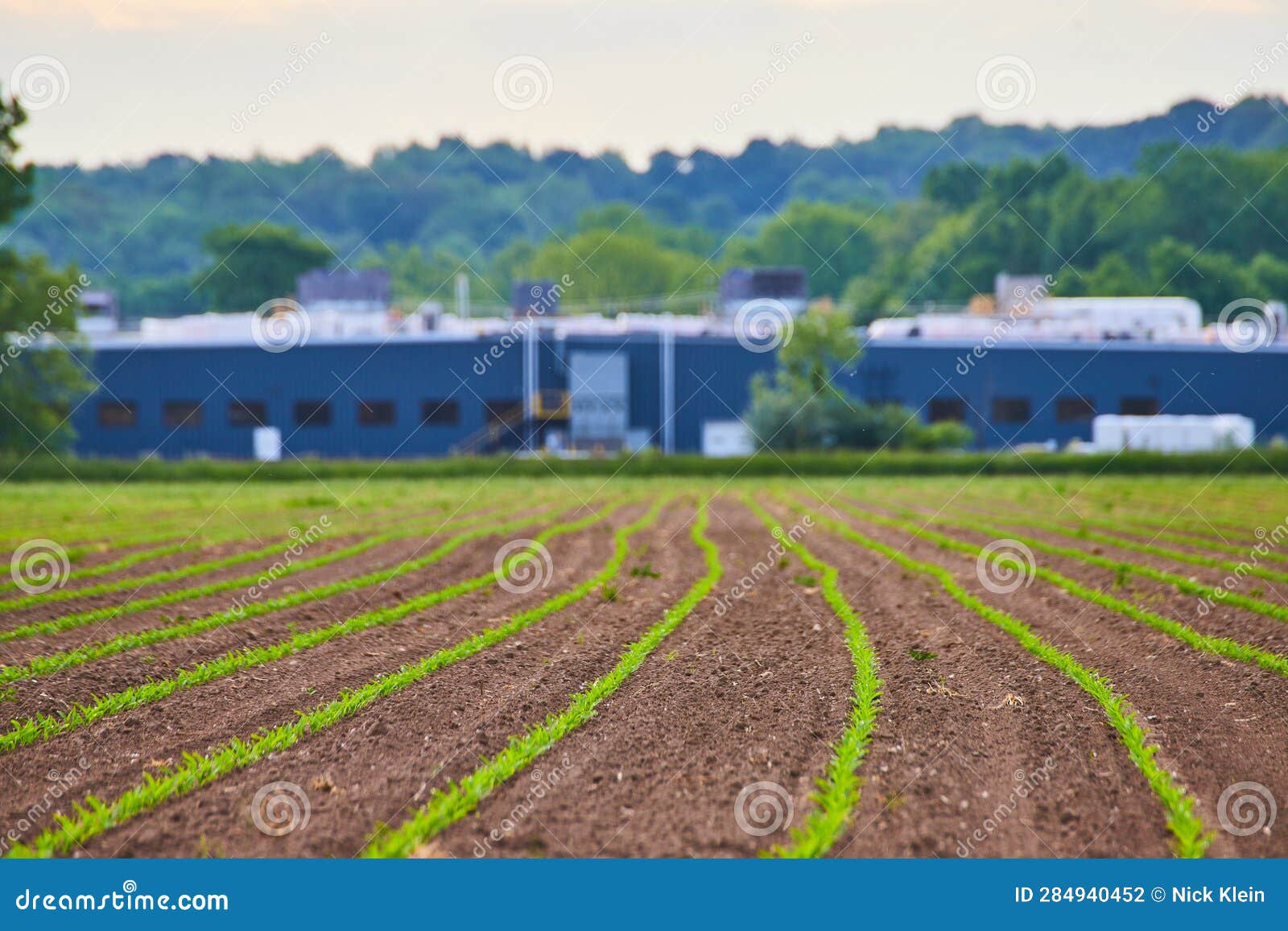 Neat Rows of Young Crop Sprouting in Dirt Field with Blurred Building ...