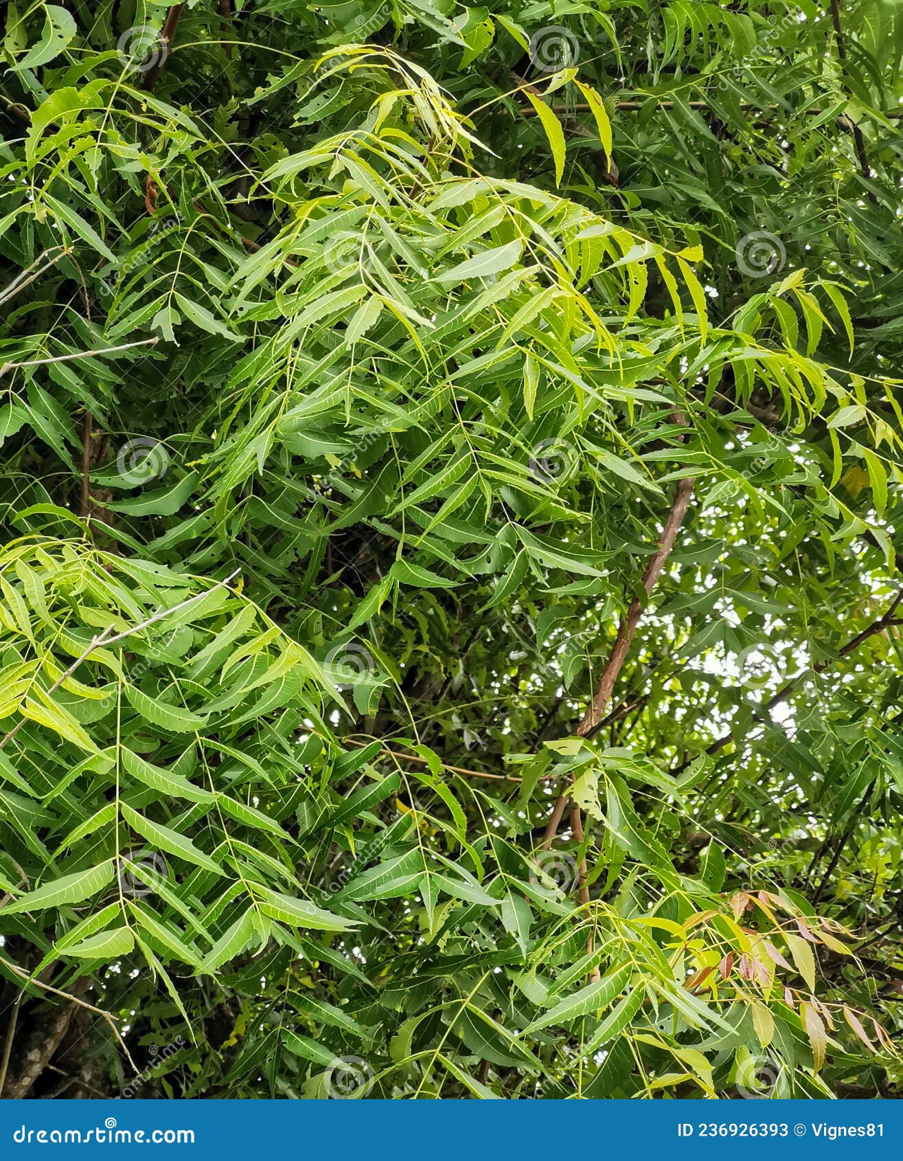 Neem leaf stock image. Image of produce, health, garden - 236926393