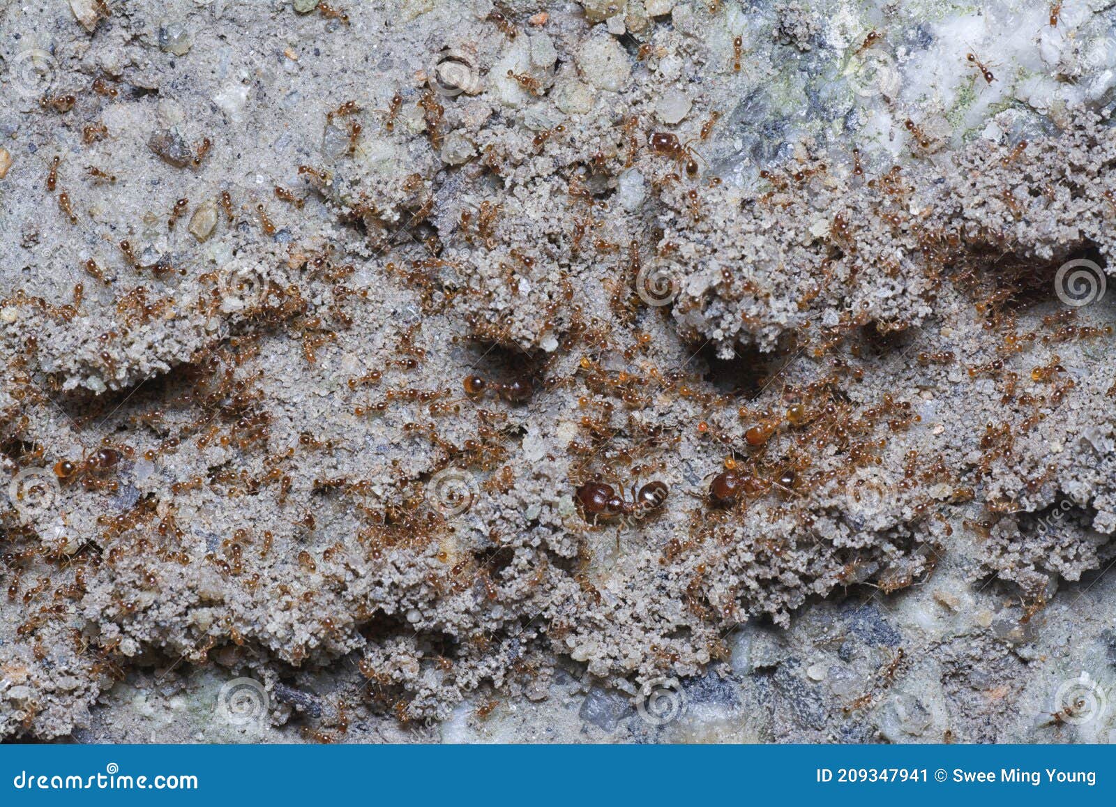 Nest of the Little Red Tropical Fire Ants. Stock Image - Image of bite ...