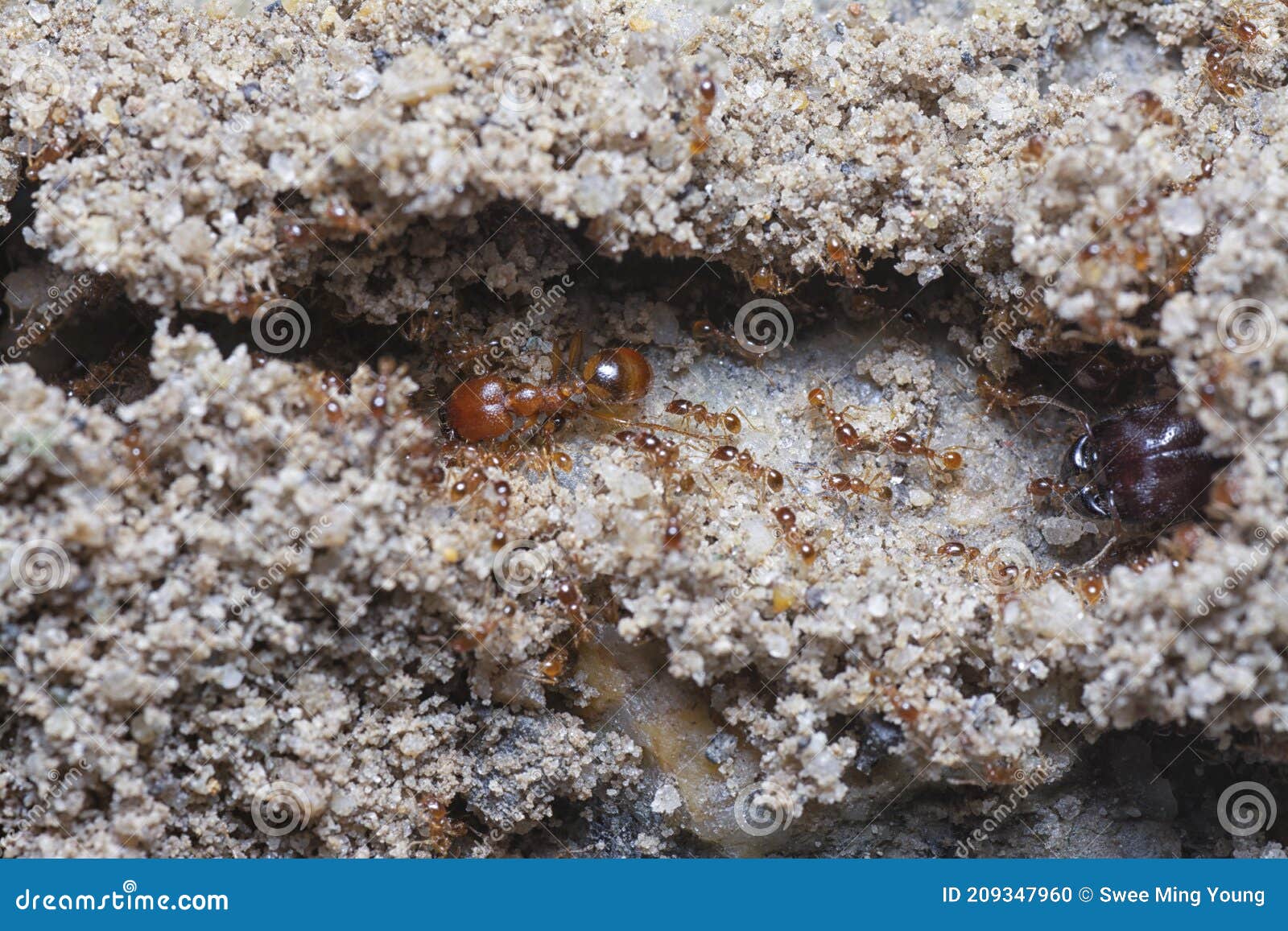 Nest of the Little Red Tropical Fire Ants. Stock Photo - Image of ...