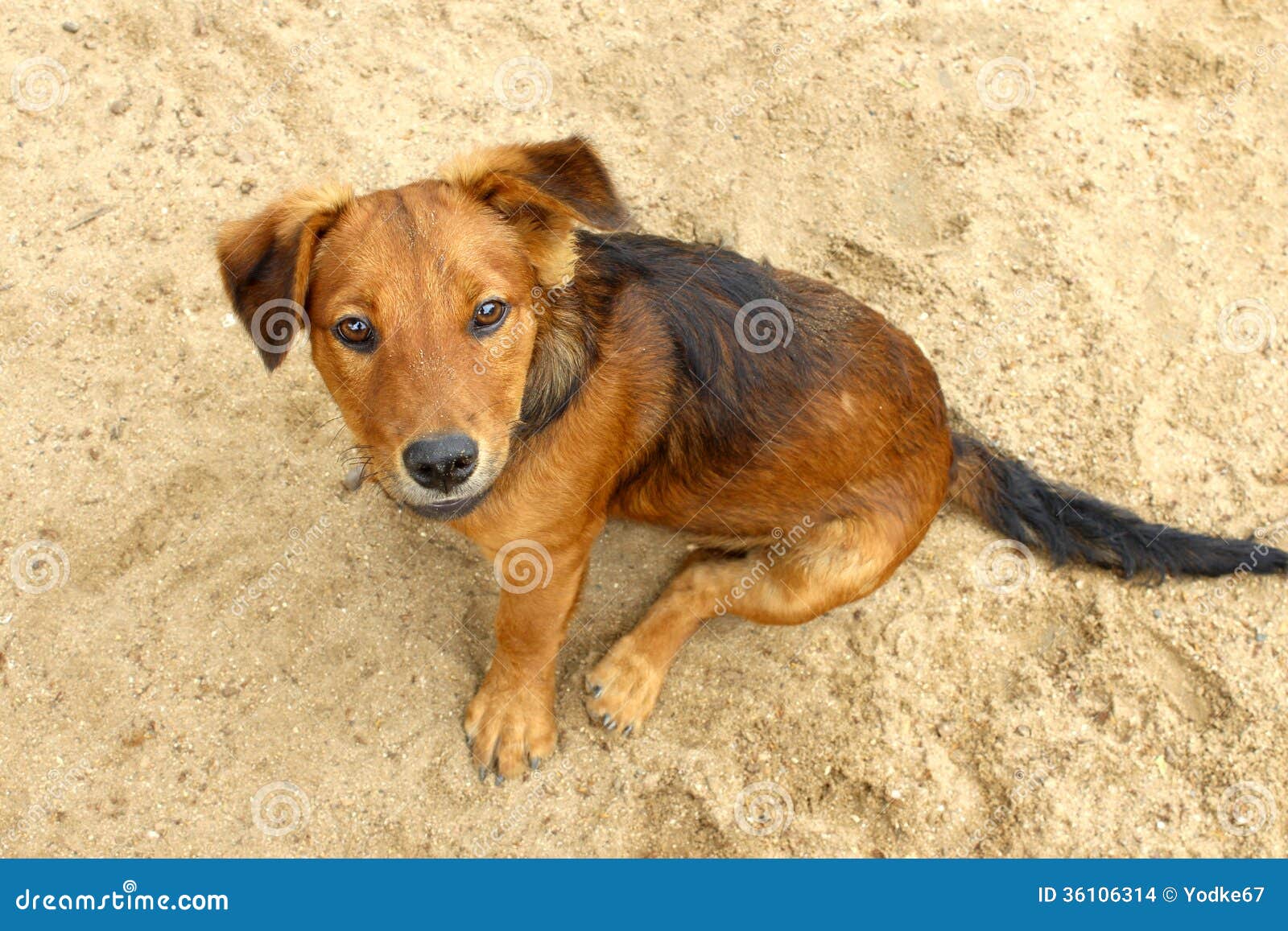 An Image of a Nice Dog Portrait Stock Photo - Image of hound, female ...
