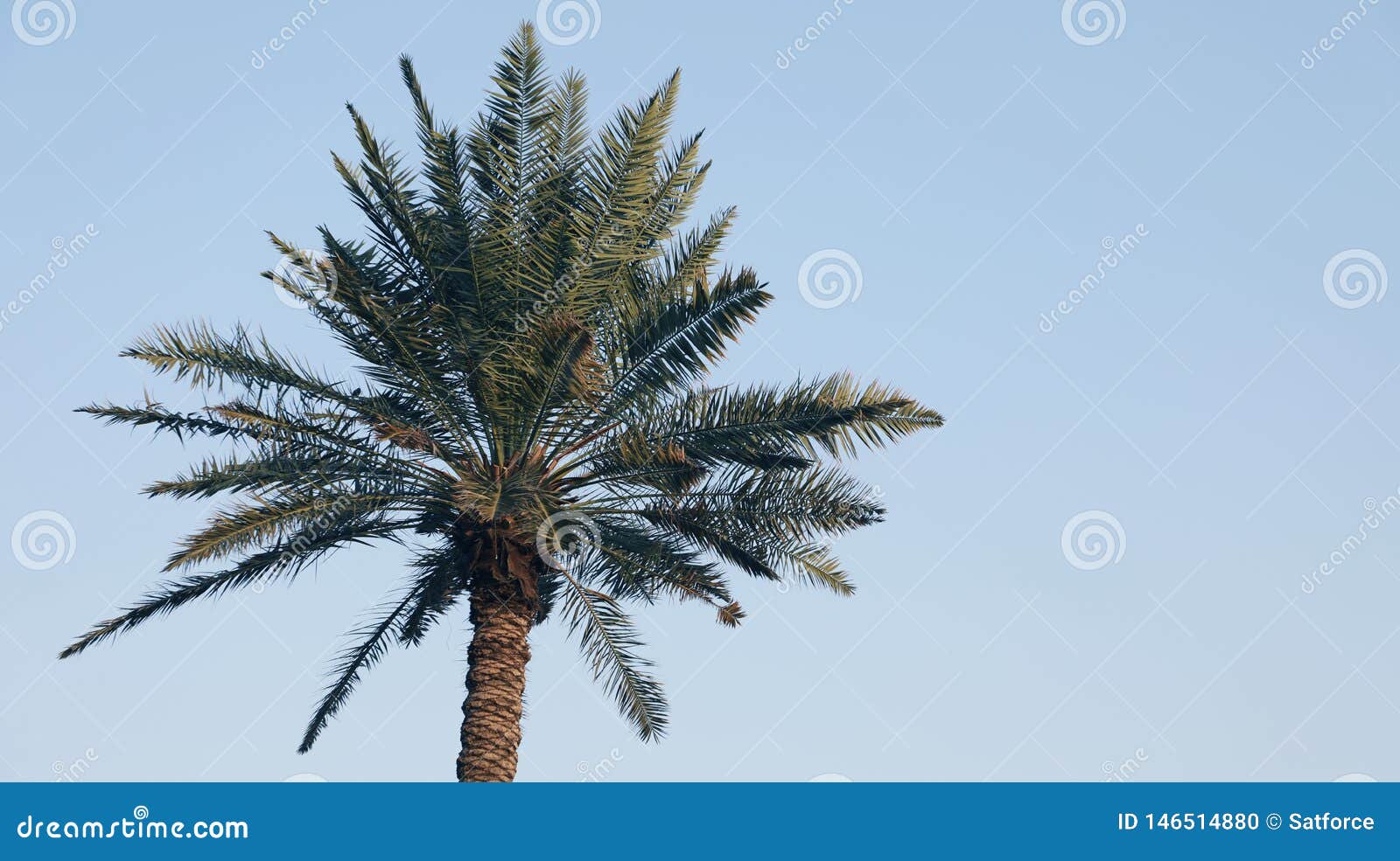 An image of nice palm tree stock photo. Image of holiday - 146514880