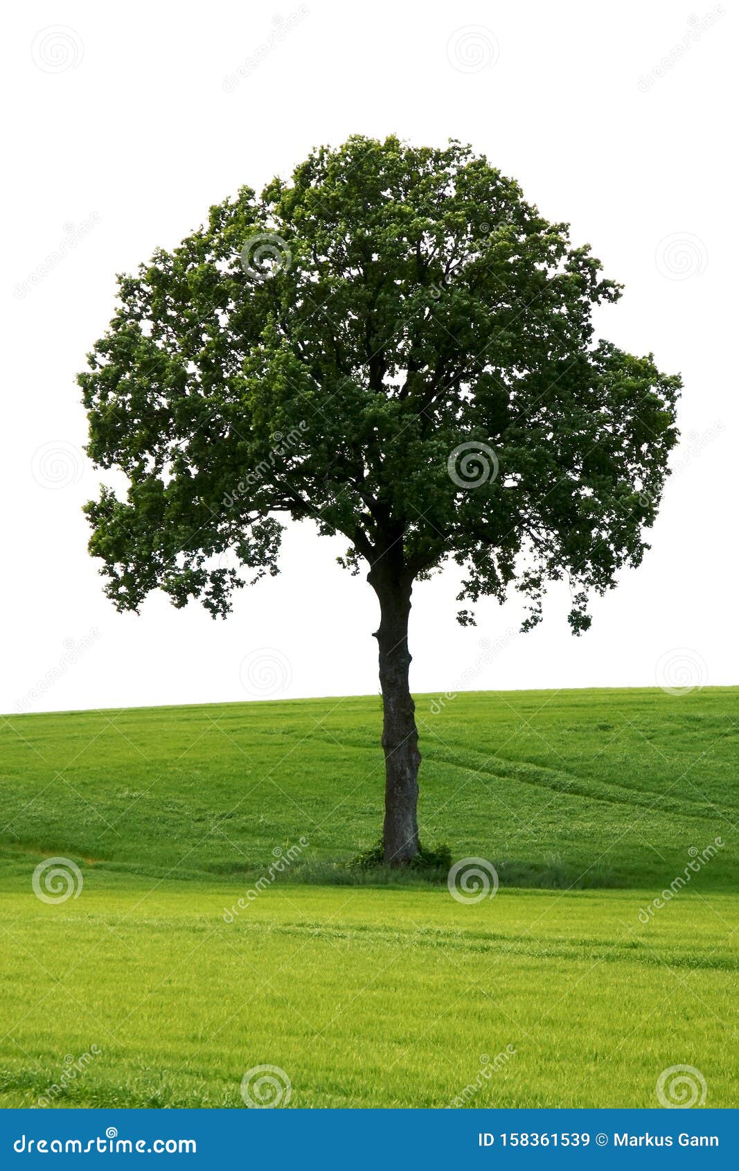 Tree green meadow stock image. Image of fresh, ecology - 158361539