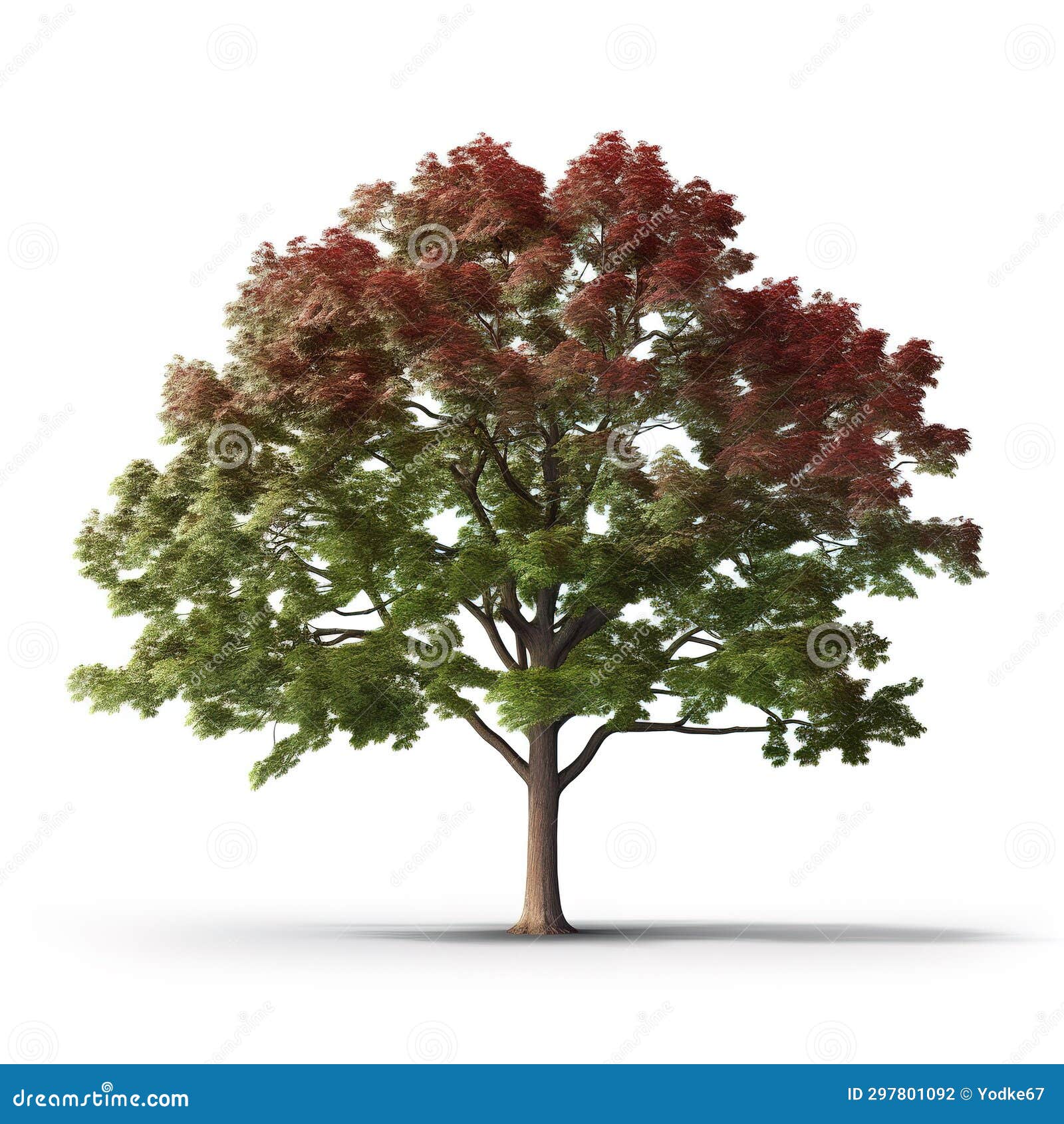 Northern Red Oak Tree Vector Icon On White Background. Flat Vector ...