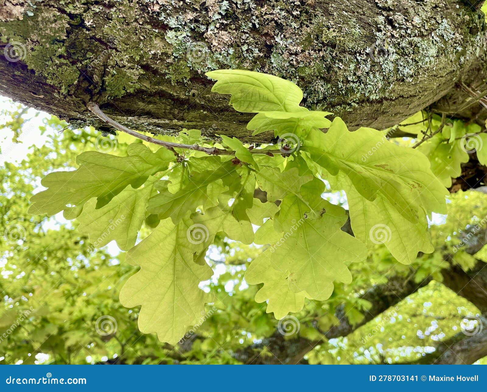 Oak Tree Leaves in Close Up Stock Image - Image of leaves, shrub: 278703141