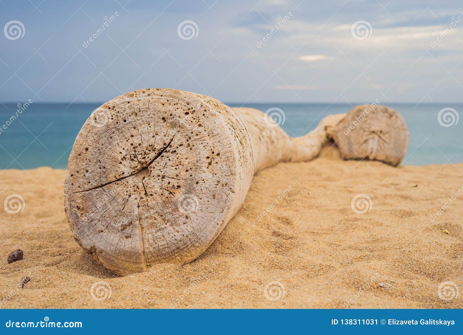 Image of an Old Log at the White Sand Beach Stock Image - Image of ...