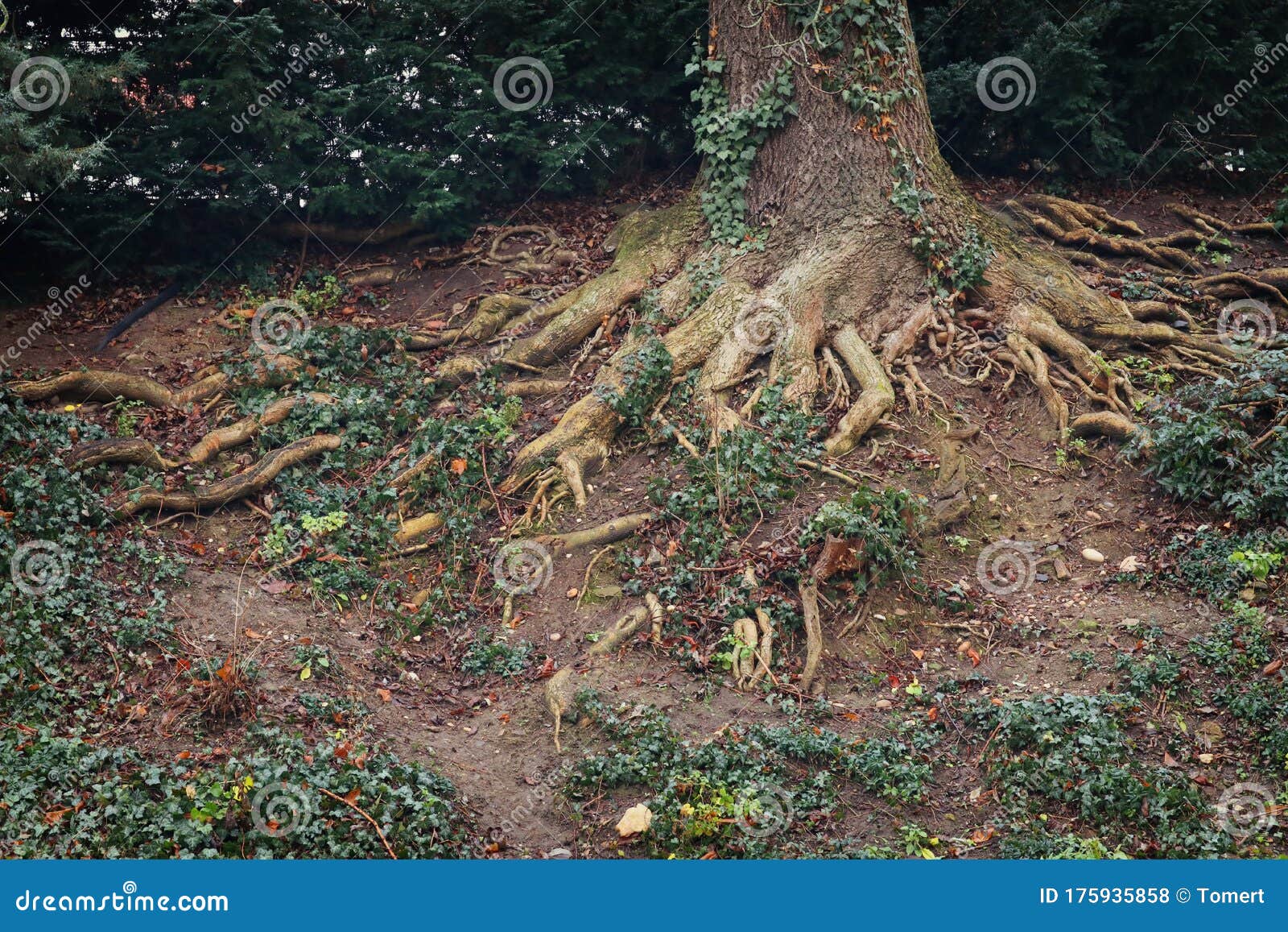 Image of Old Mystery Tree Roots in a Forest Stock Photo - Image of ...