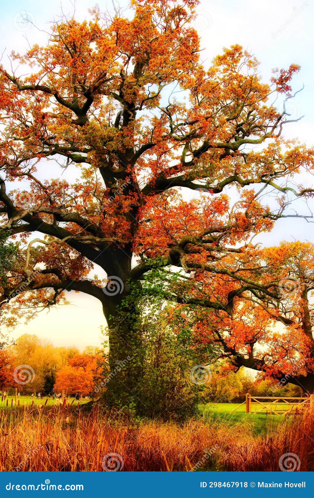 Oak tree in autumn colours stock photo. Image of leaf - 298467918