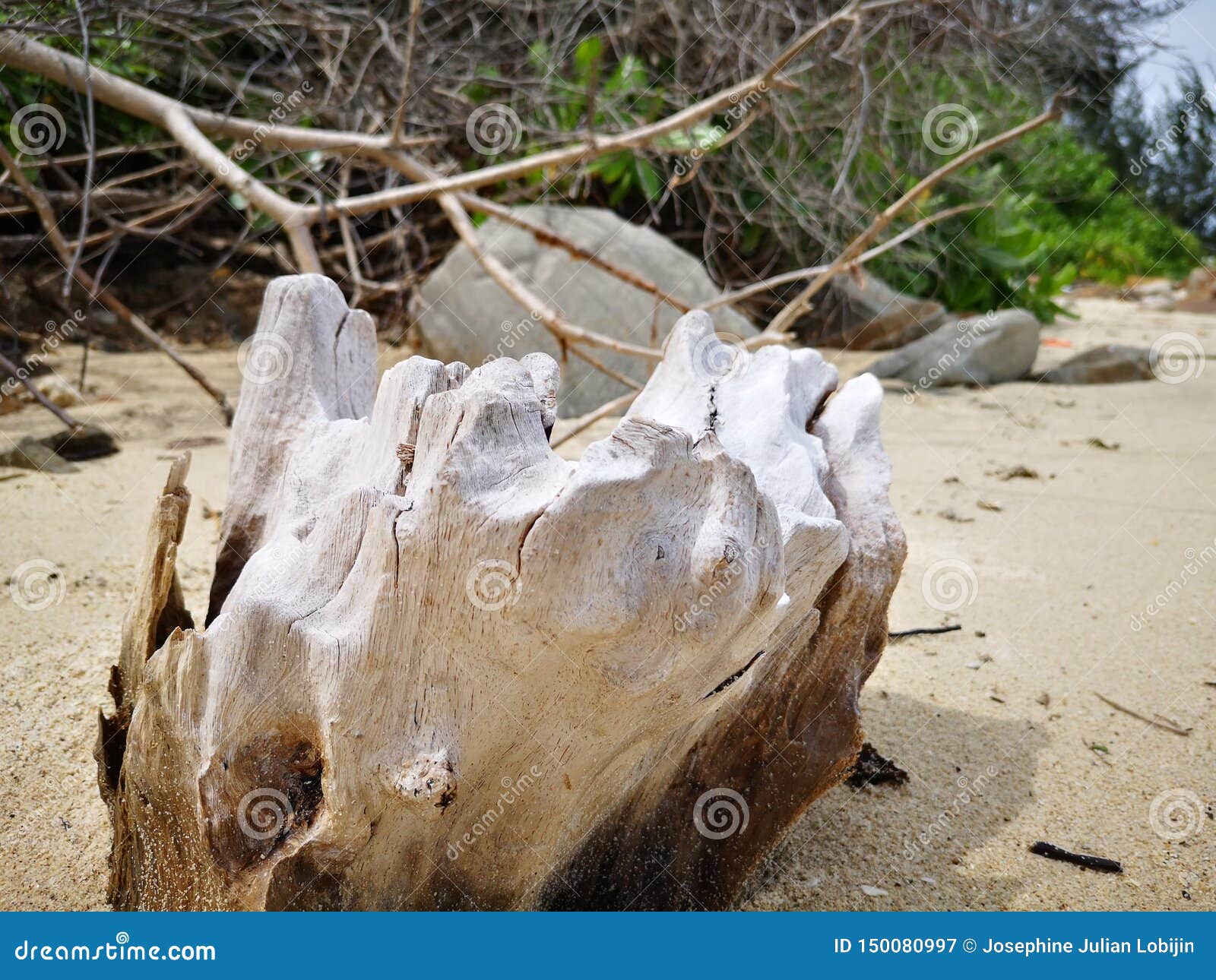 An Old Tree Washed-up on the Seashore during the Low Tide. Stock Image ...