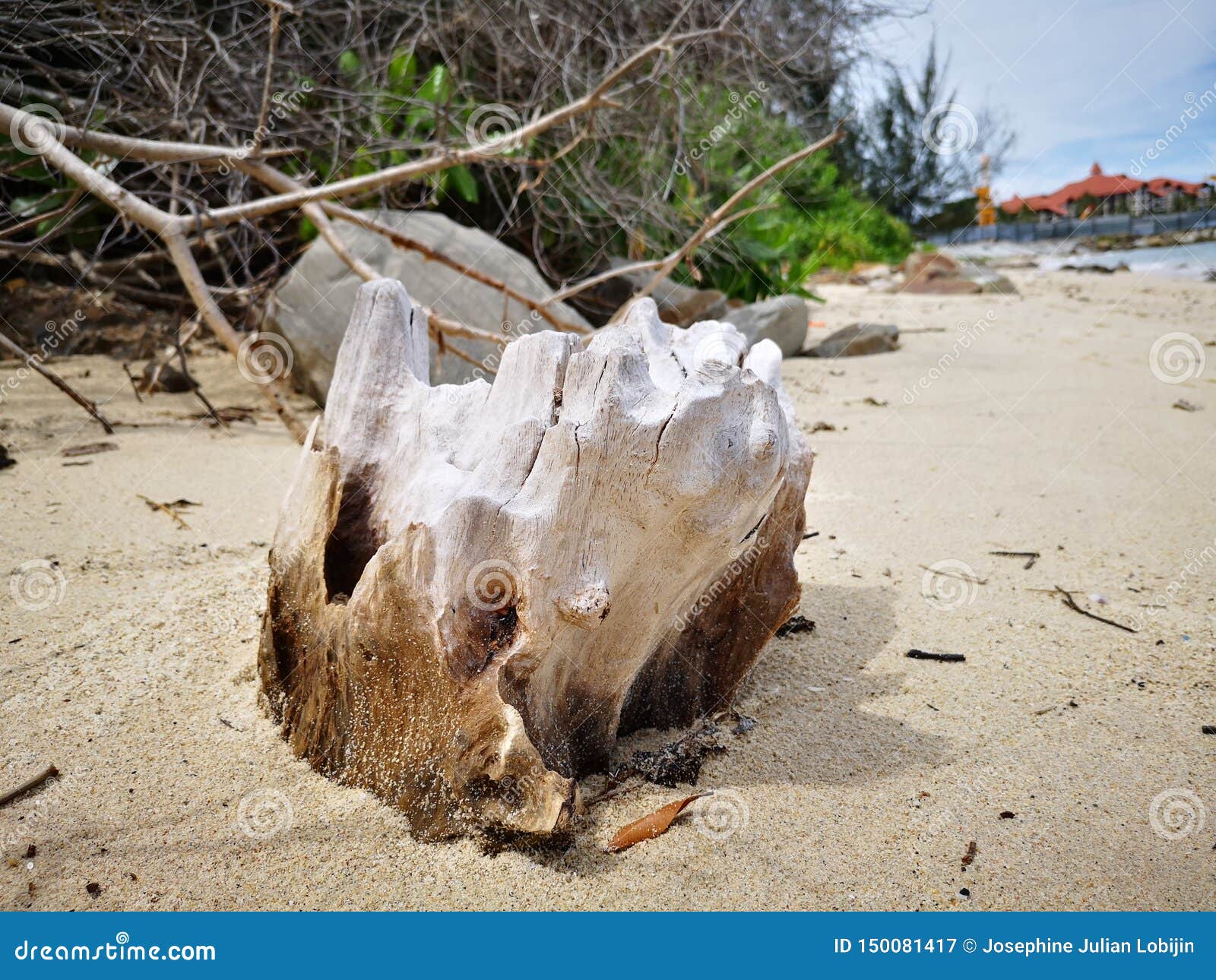 An Old Tree Washed-up on the Seashore during the Low Tide. Stock Image ...
