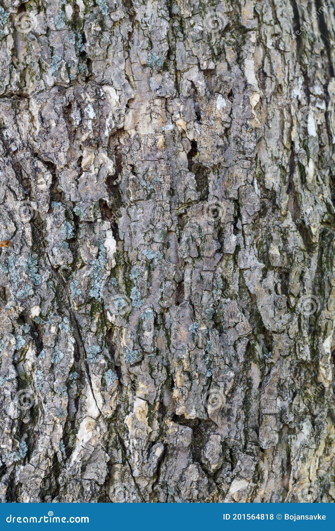 Old Weathered Tree Bark Texture Useful for Background Image and As ...