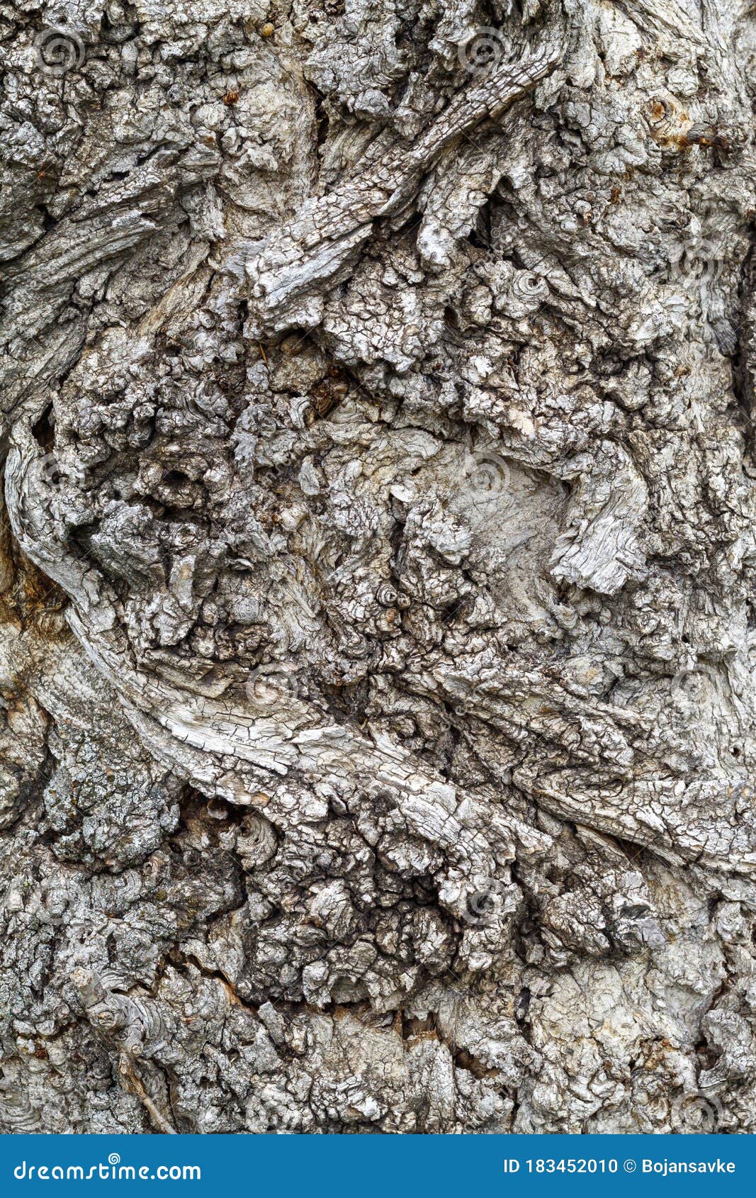 Old Weathered Tree Bark Texture Stock Photo - Image of pattern ...