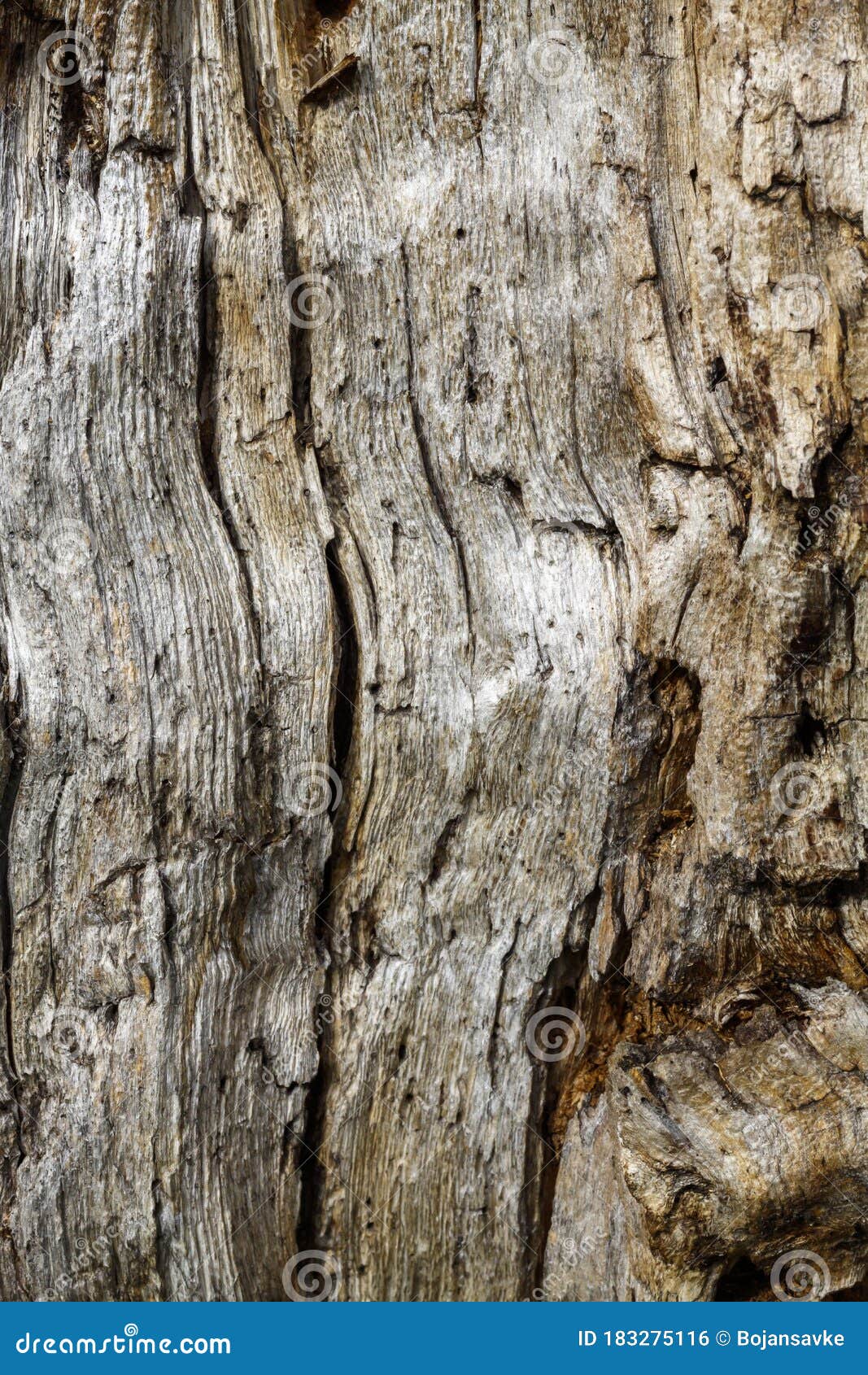 Old Weathered Tree Bark Texture Stock Photo - Image of serbia ...