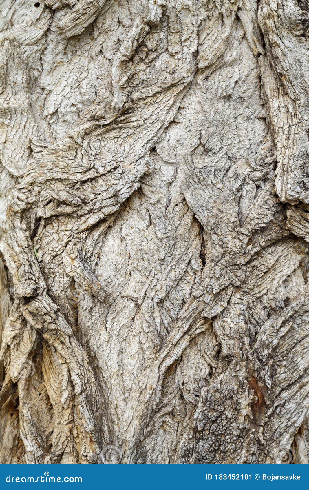Old Weathered Tree Bark Texture Stock Image - Image of space, empty ...