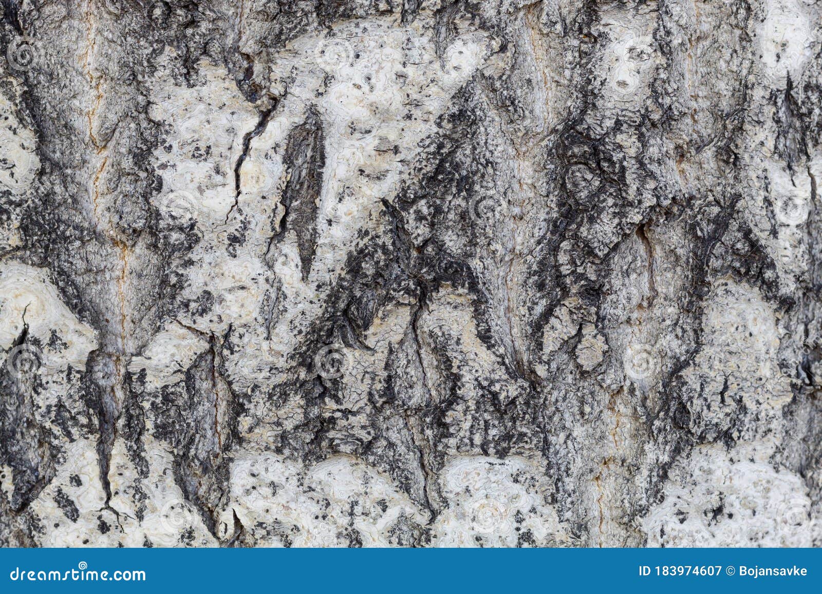 Old Weathered Tree Bark Texture Stock Image - Image of surface ...