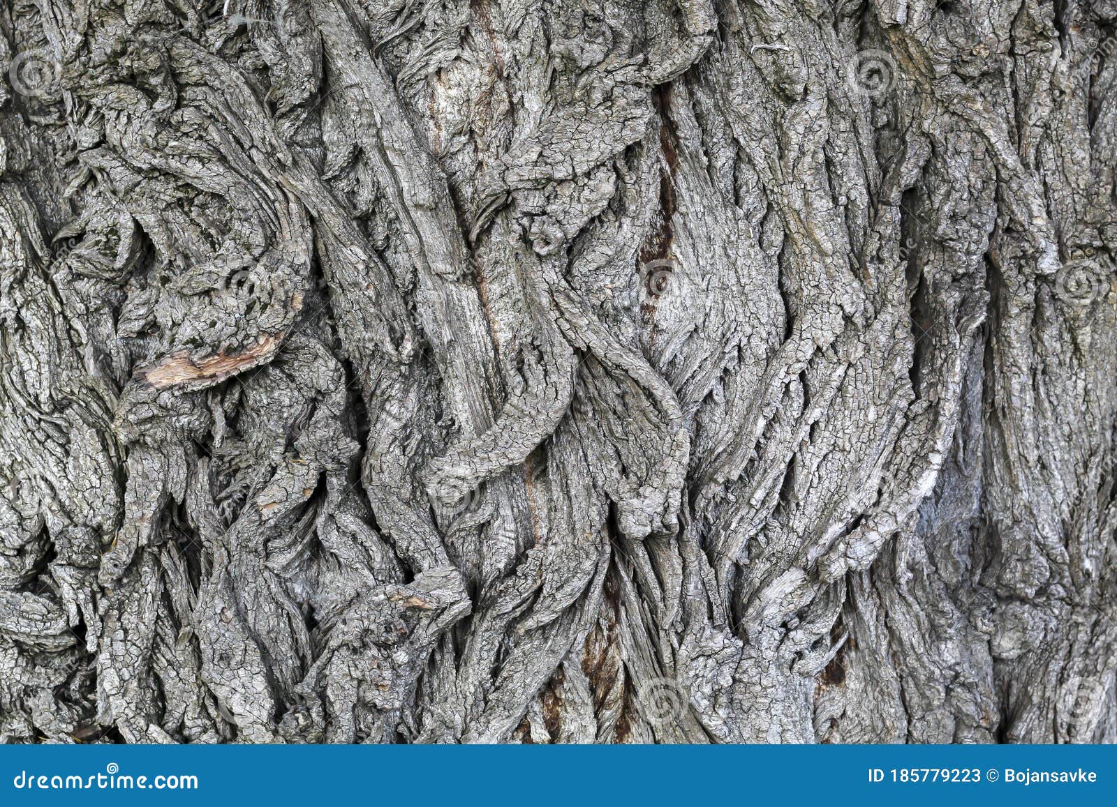 Old Weathered Tree Bark Texture Close Up Stock Image - Image of rough ...