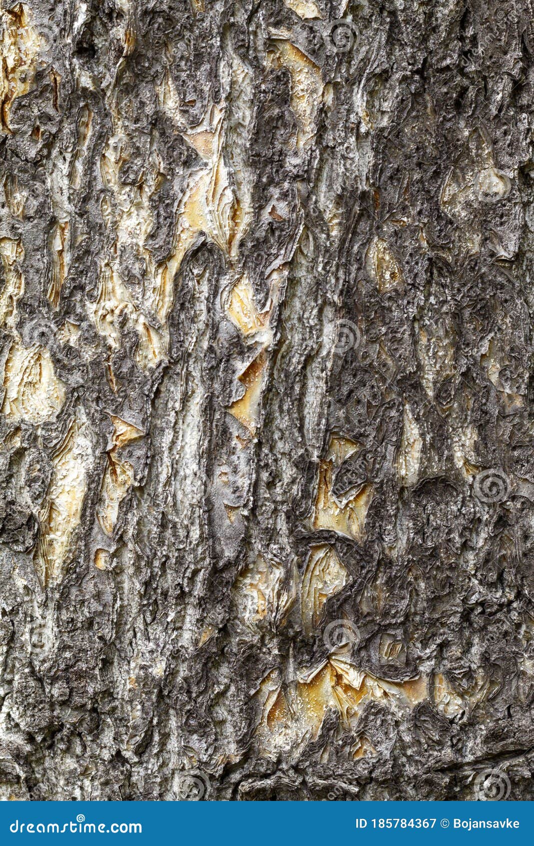 Old Weathered Tree Bark Texture Close Up Stock Image - Image of natural ...