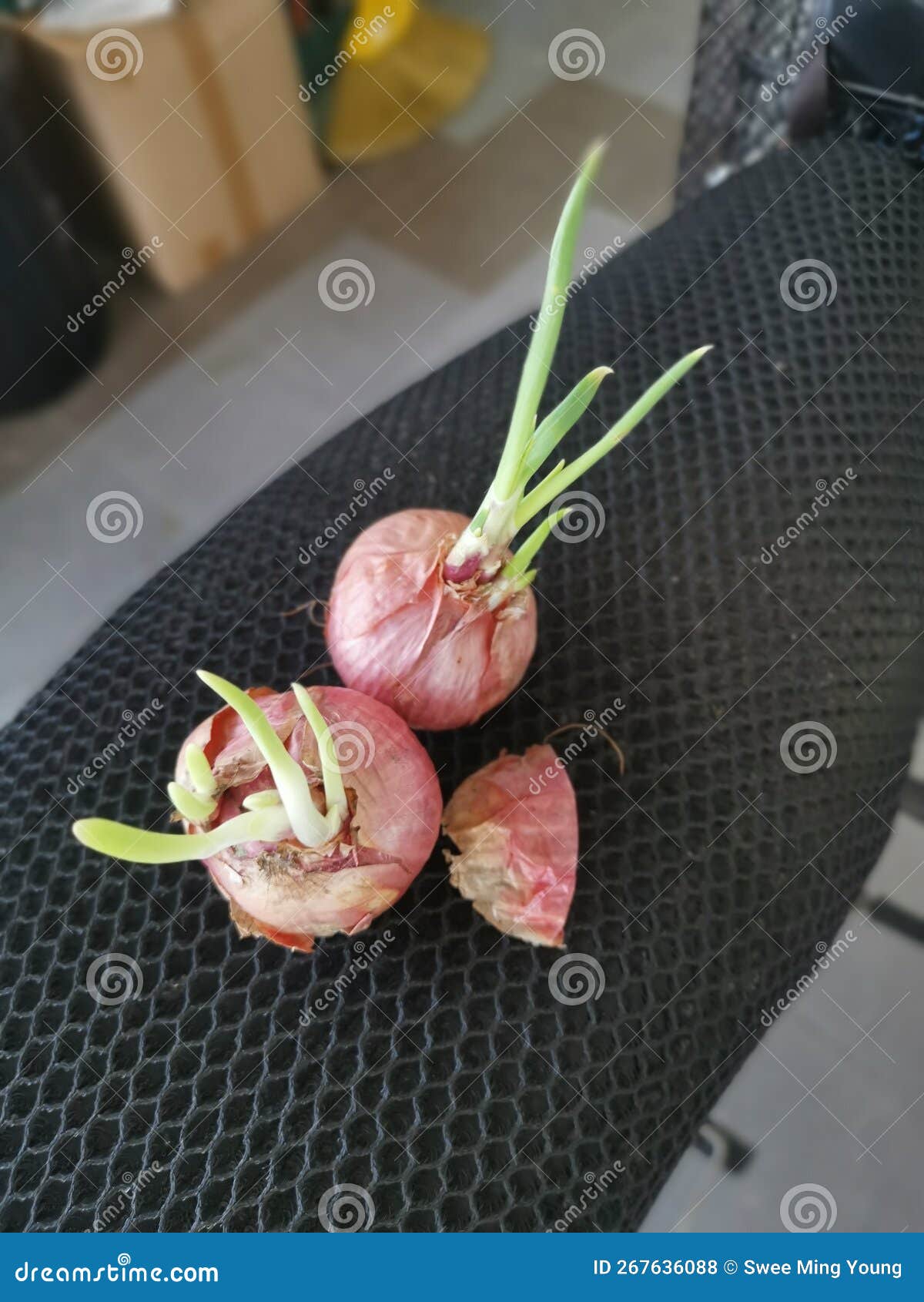 Onion Sprouting Out with Young Leafy Shoot. Stock Photo - Image of ...