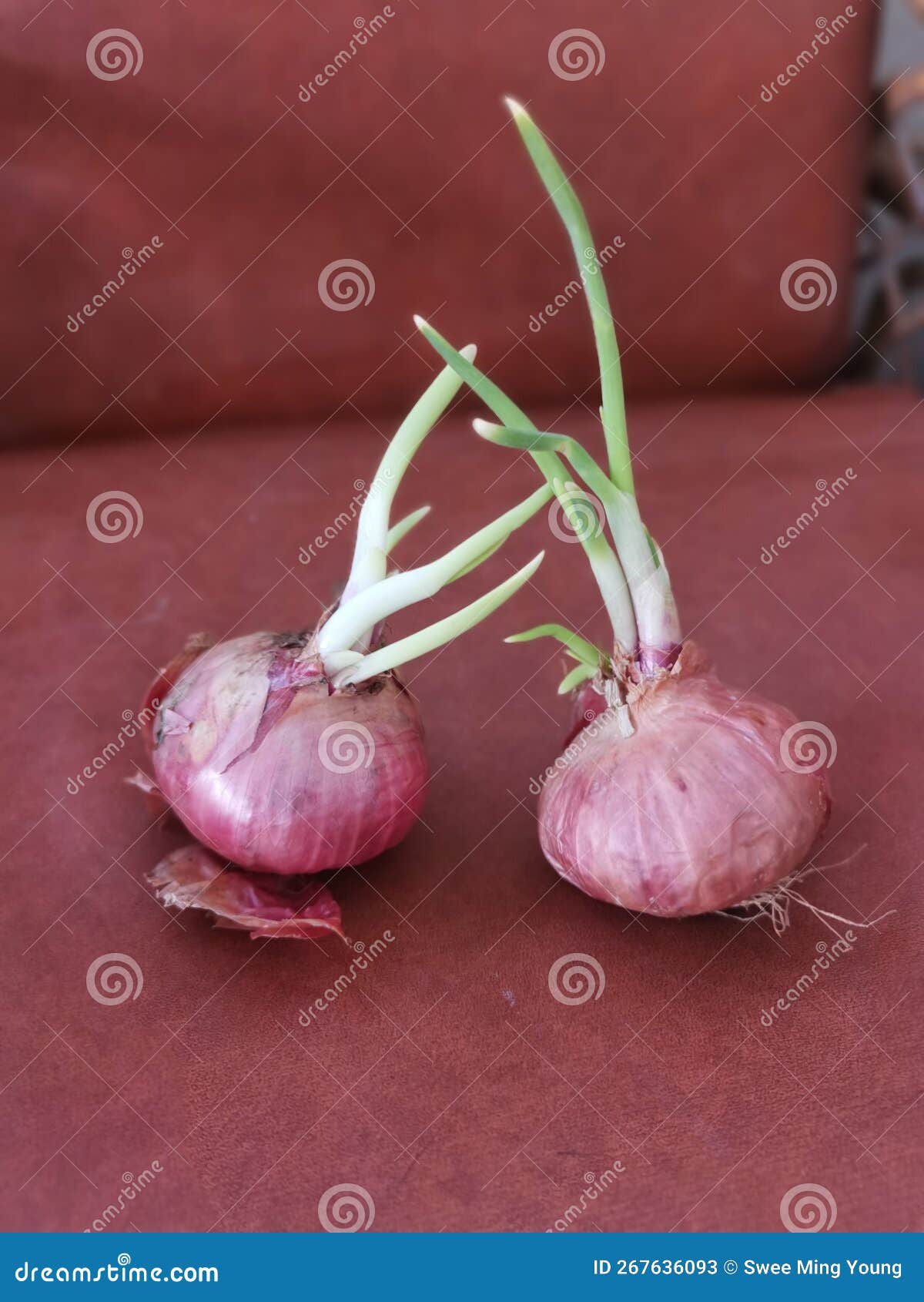 Onion Sprouting Out with Young Leafy Shoot. Stock Image - Image of ...