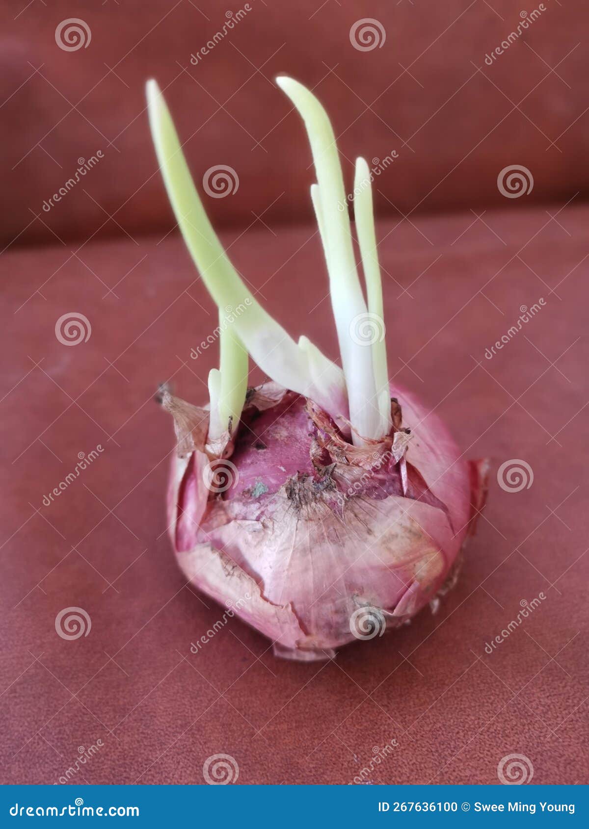 Onion Sprouting Out with Young Leafy Shoot. Stock Photo - Image of ...