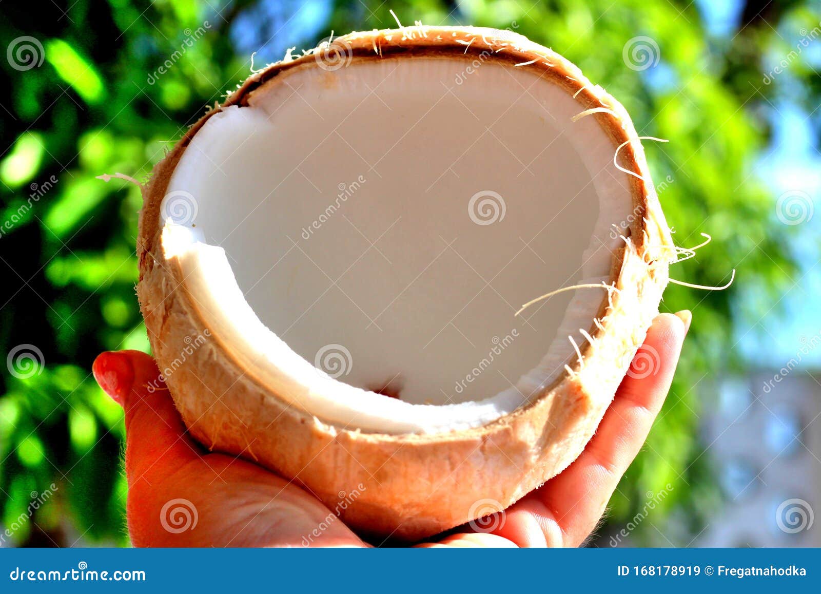 Image of an Open Coconut with White Pulp in Hand Stock Image - Image of ...